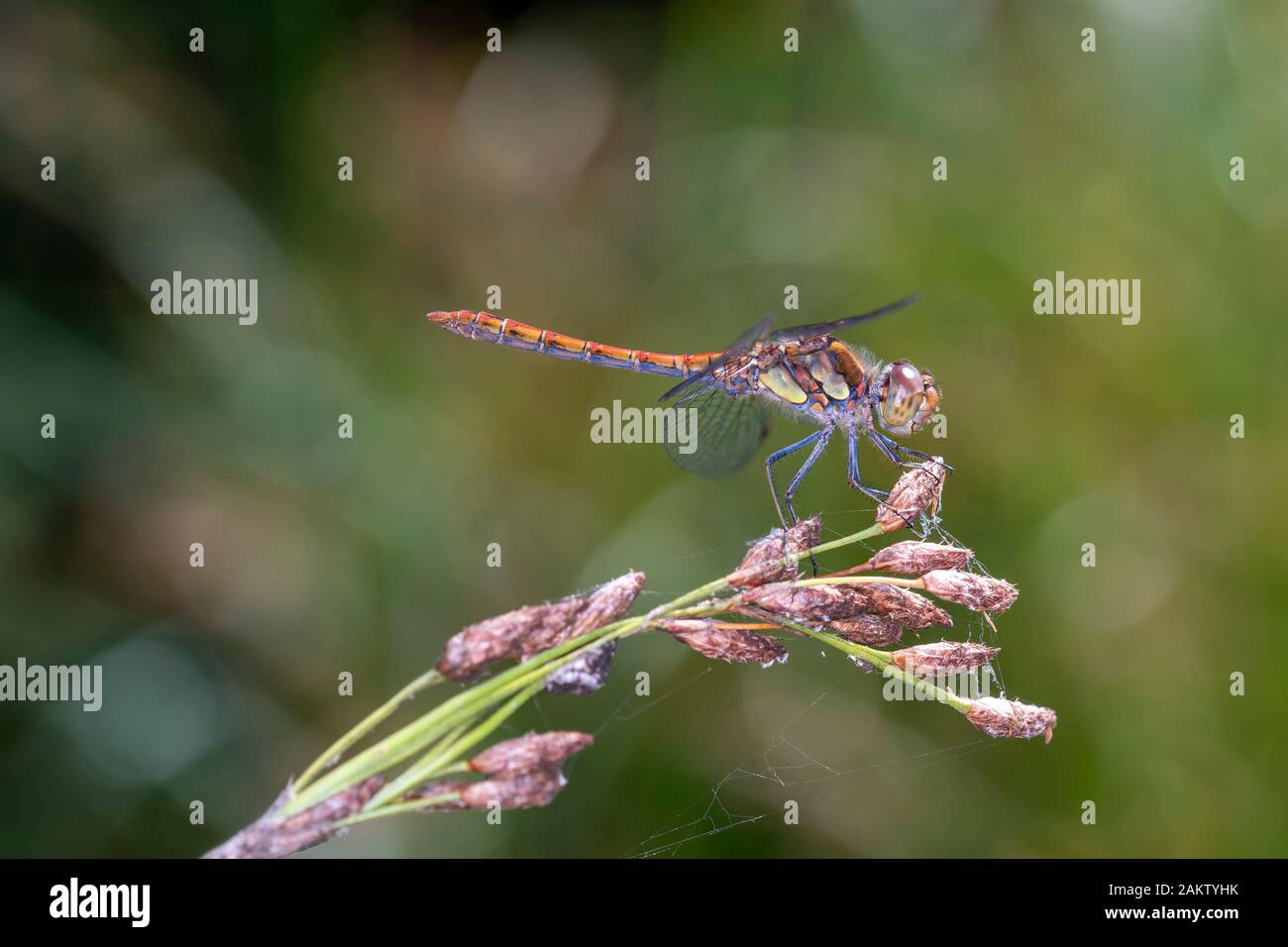 The common darter dragonfly (Sympetrum vulgatum) is a dragonfly species ...