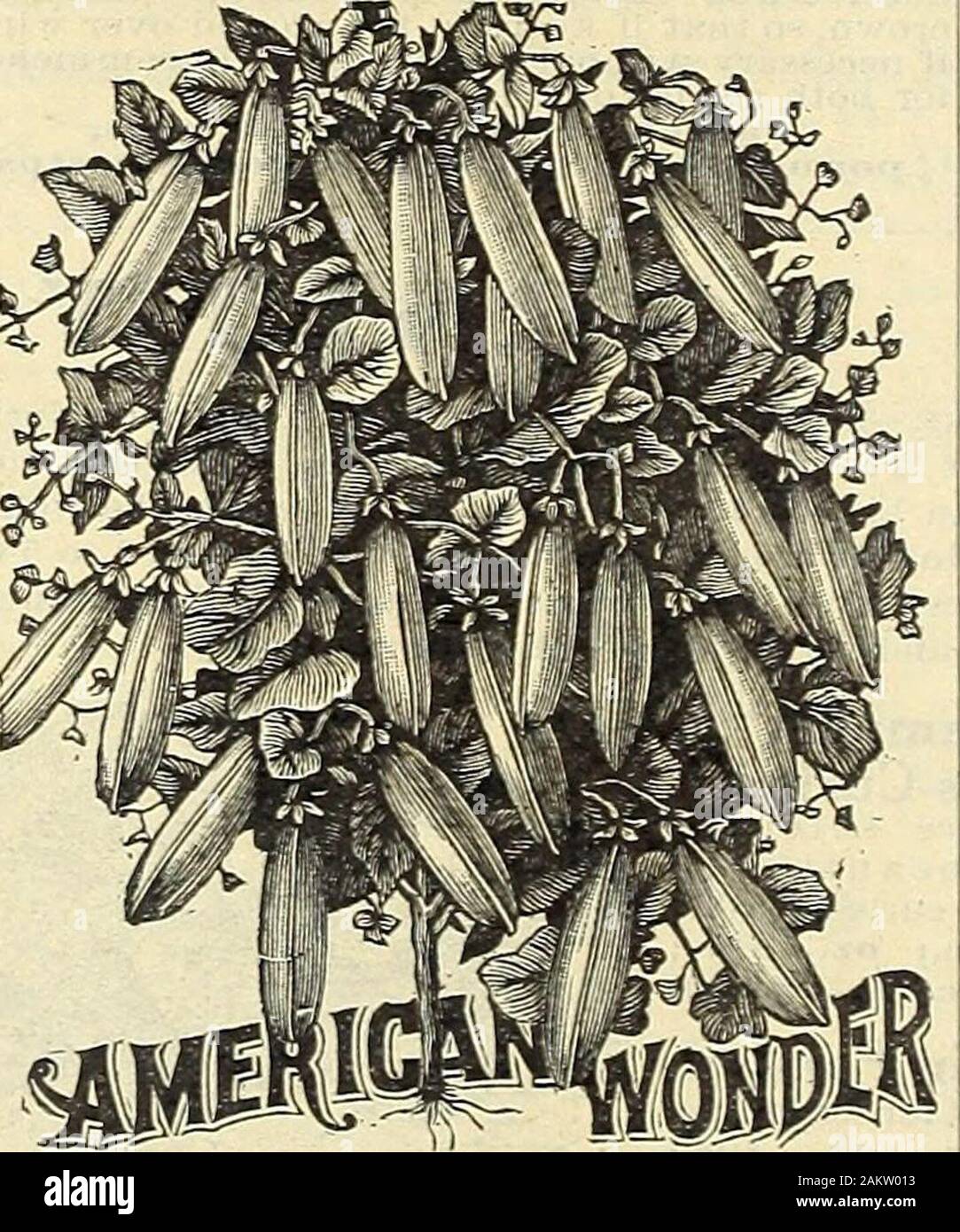 Smooth and wrinkled pea hi-res stock photography and images - Alamy