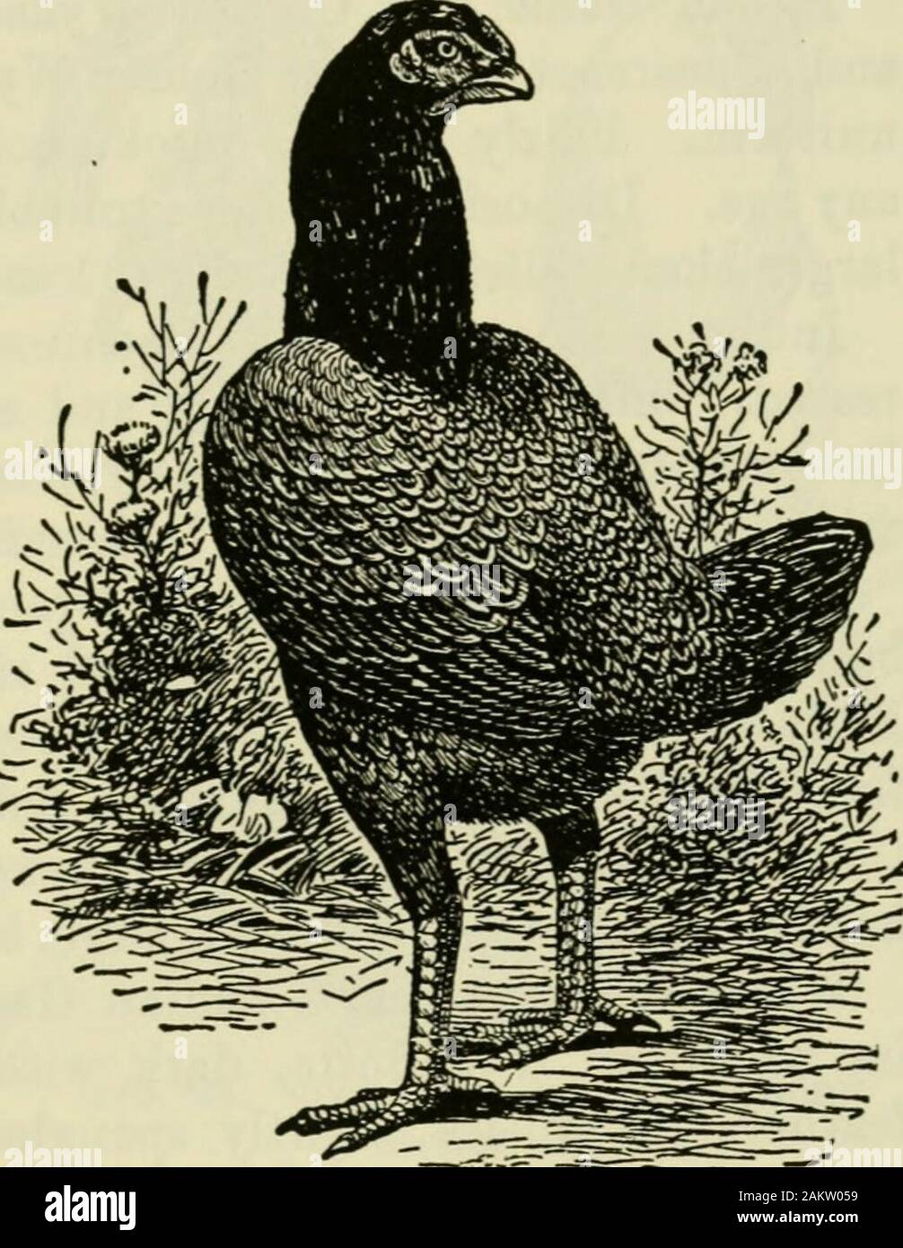 Indian game chickens hi-res stock photography and images - Alamy