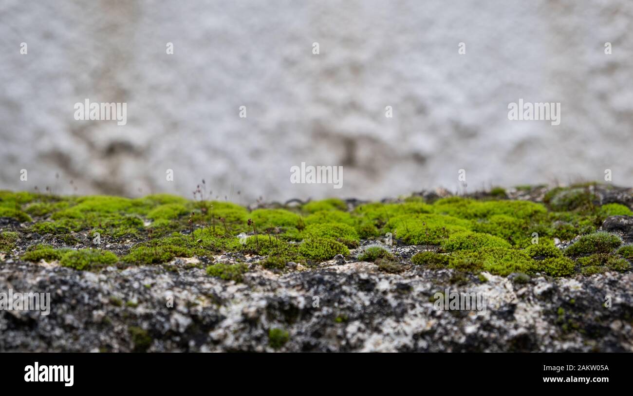 Green moss on the ground, moss closeup, macro. Blur white wall ...
