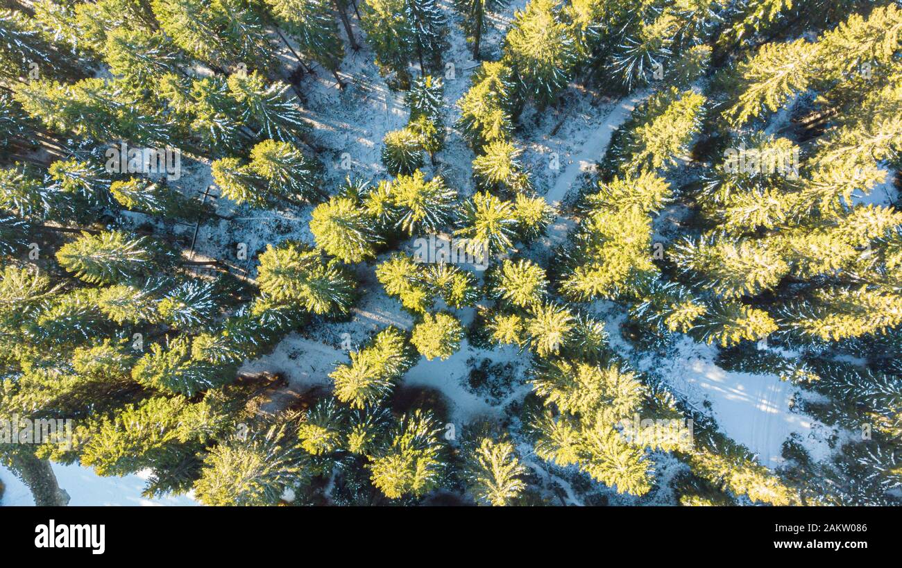Aerial view flying down trees hi-res stock photography and images - Alamy