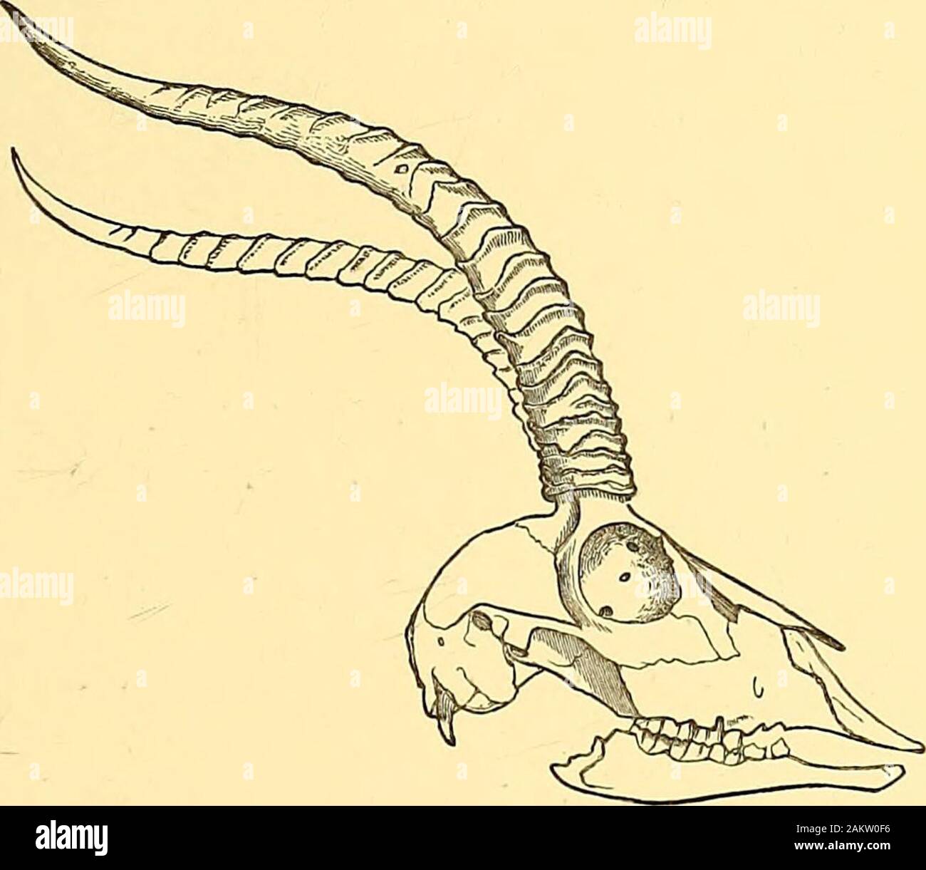 Anteorbital hi-res stock photography and images - Alamy