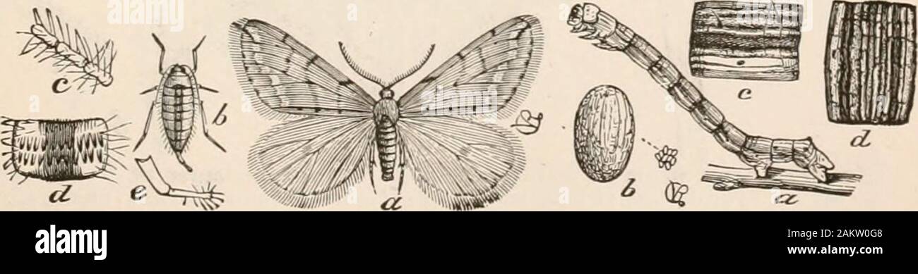 Wingless moth hi-res stock photography and images - Alamy