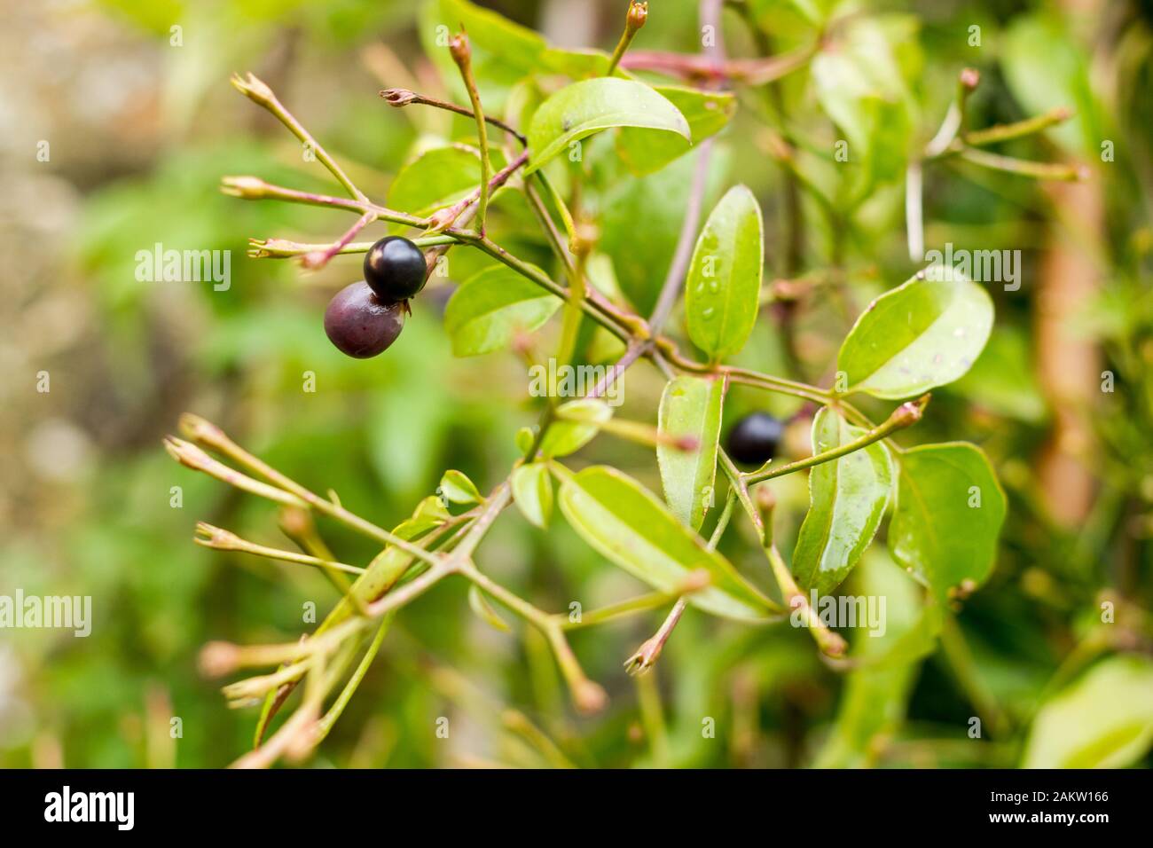 Jasmine polyanthum plant with ripe black fruits in winter, England ...