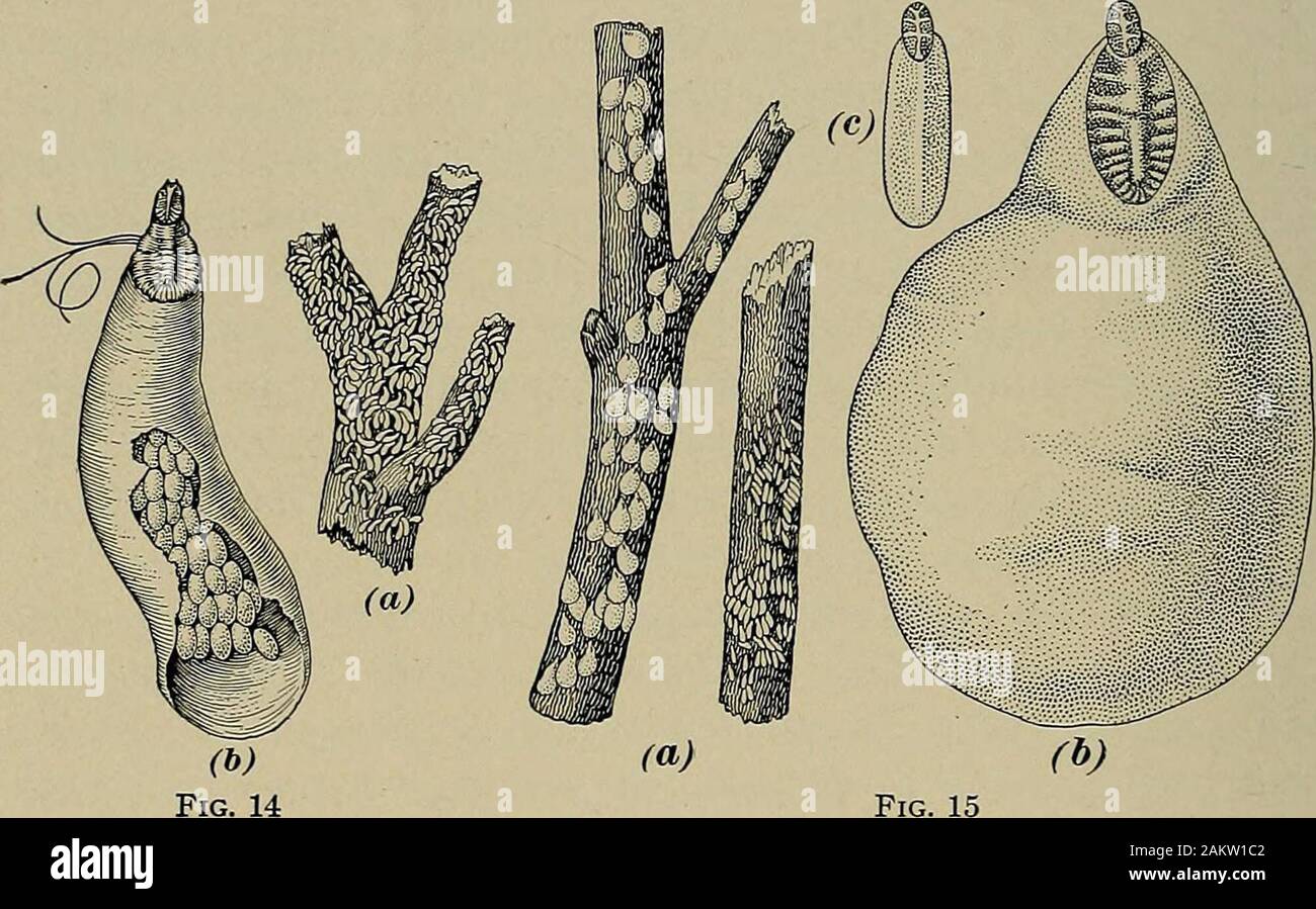 [Fruit culture] . character-istic appearance of a part of an apple limb ...