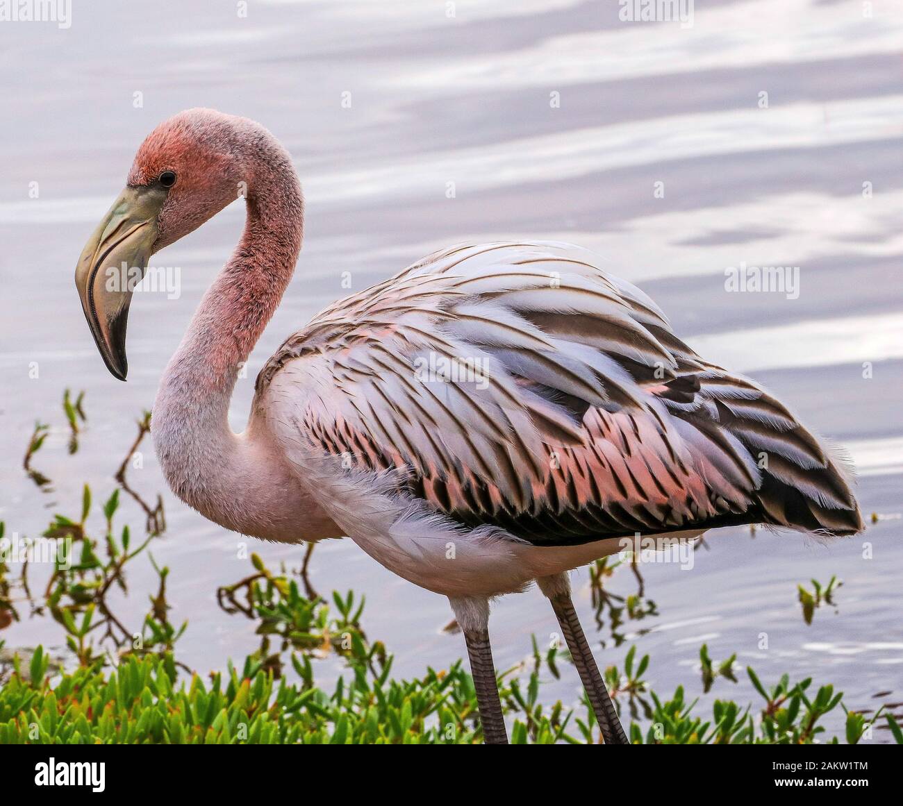Juvenile American Flamingo on Floreana Island in the Galapagos Stock ...