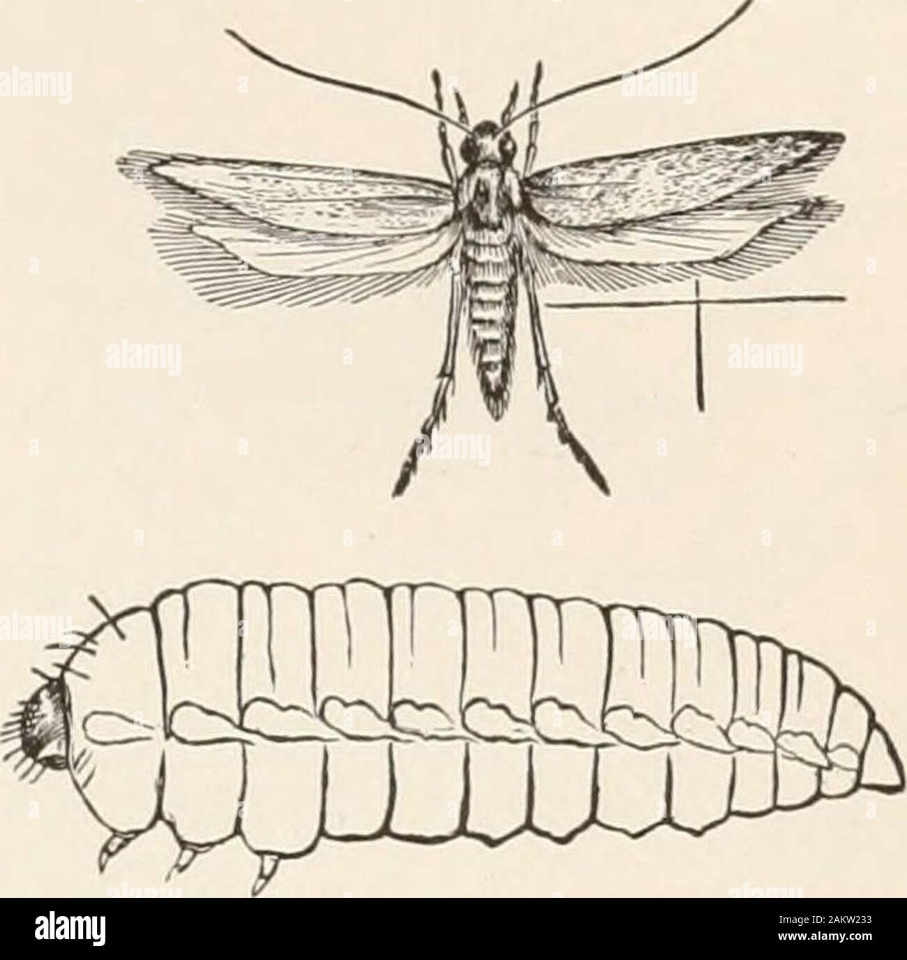 Angoumois Grain Moth