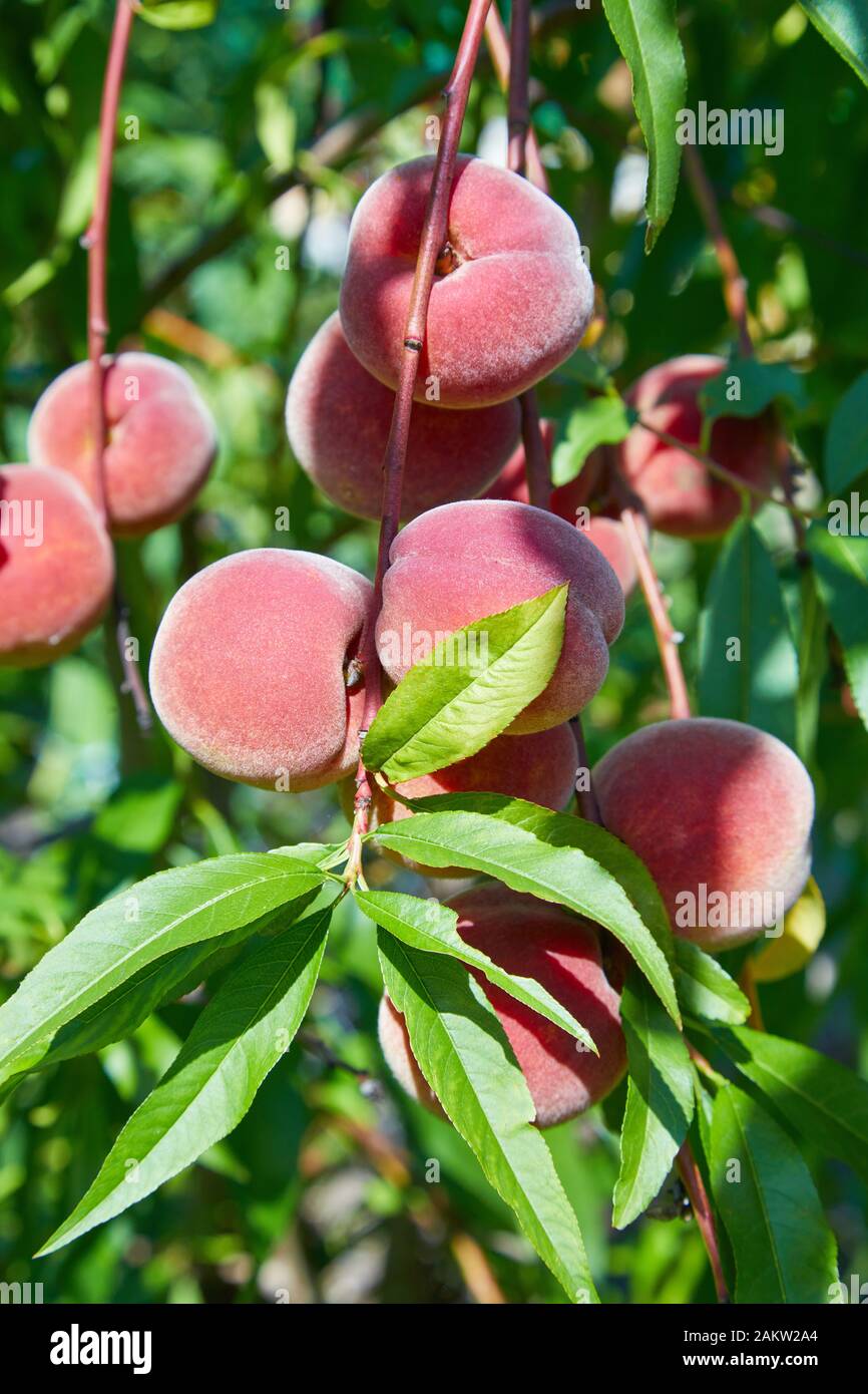 Sweet peach fruits growing on a peach tree branch in the garden Stock ...