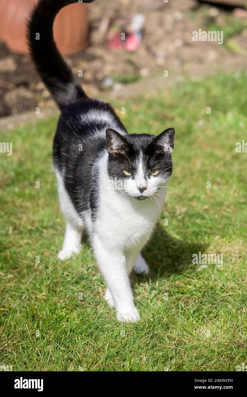 Black and white cat stand on the garden during summer Stock Photo - Alamy