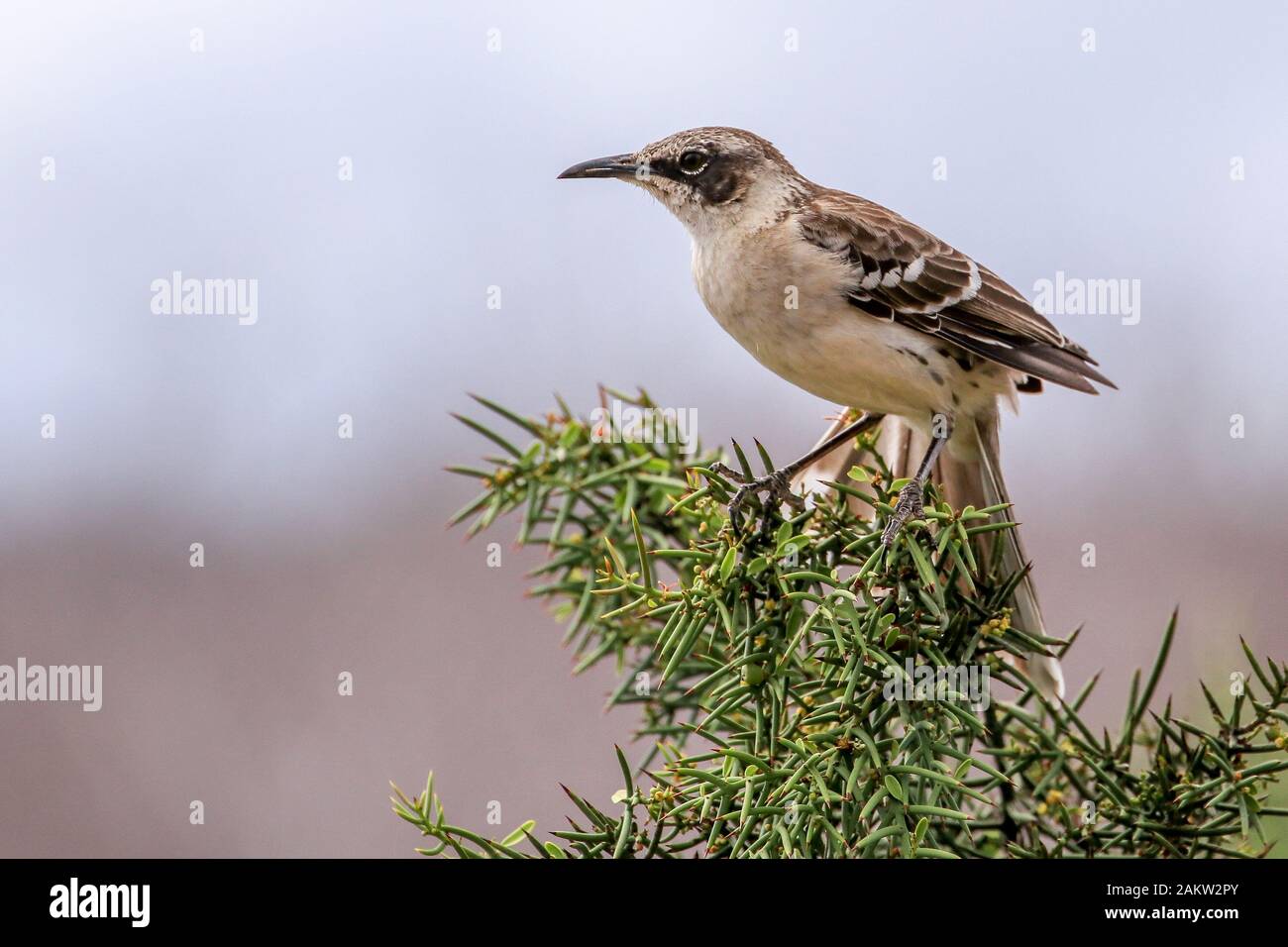Evolution of birds hi-res stock photography and images - Alamy