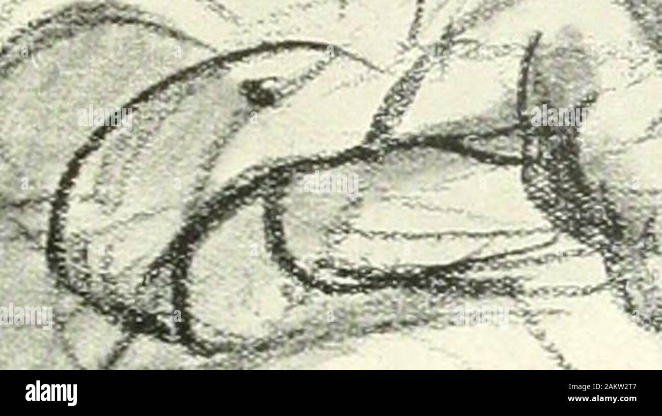 The Slade; a collection of drawings and some pictures done by past and ...