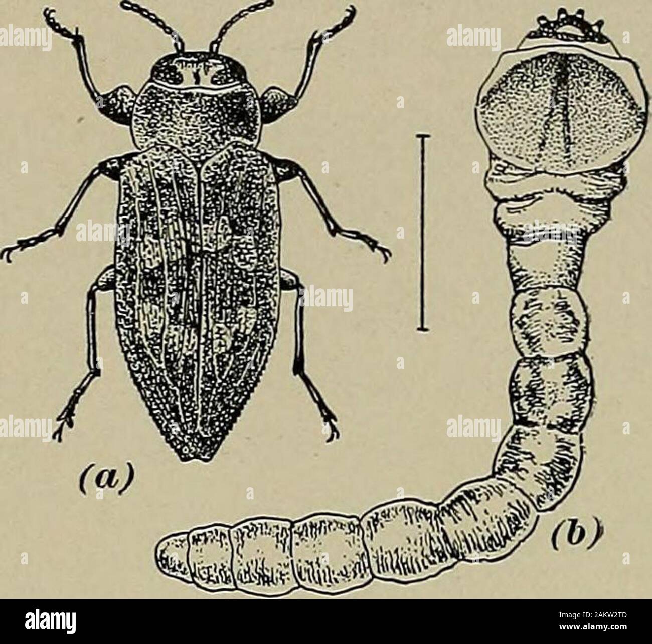 [Fruit culture] . und the branch. Like the round-headed apple-tree ...