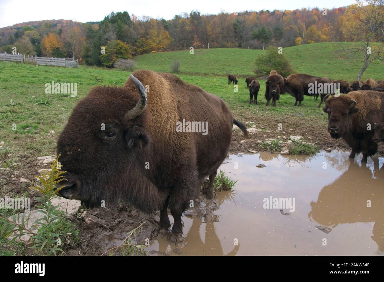 Herd of American Bisons in Delaware County Upstate New York Stock Photo ...