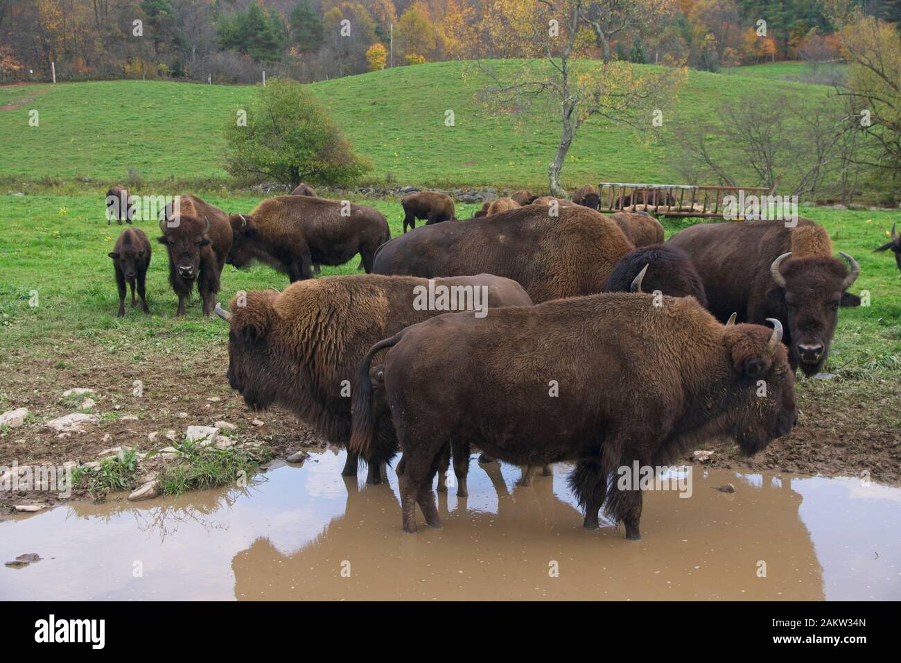Male bison herd pasture north america hi-res stock photography and ...