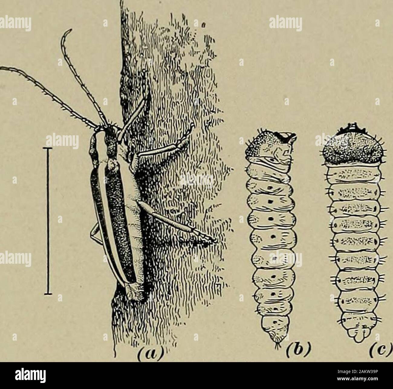 Moth orchards hi-res stock photography and images - Alamy