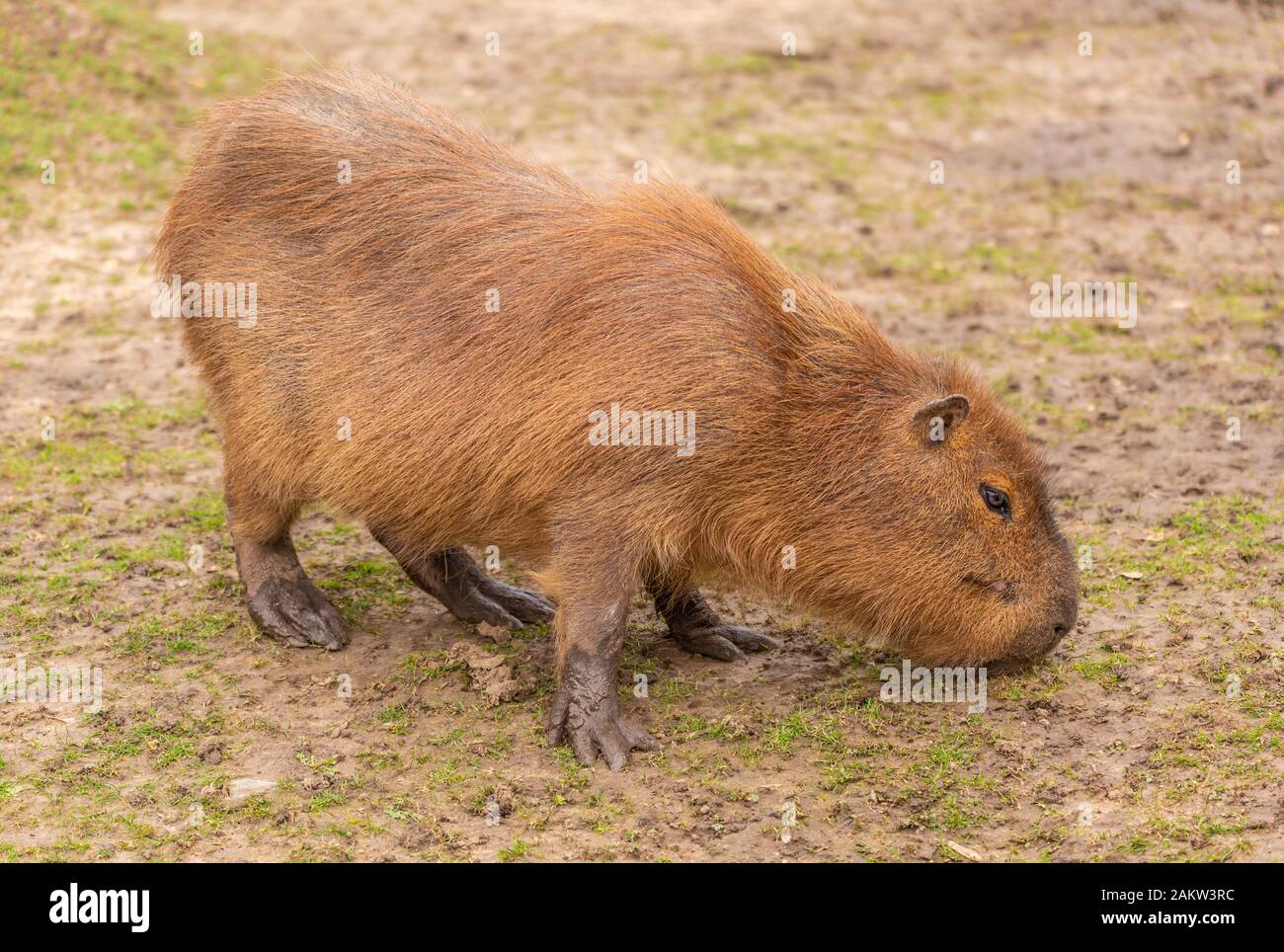 A photograph of a Capybara in a zoo Stock Photo - Alamy