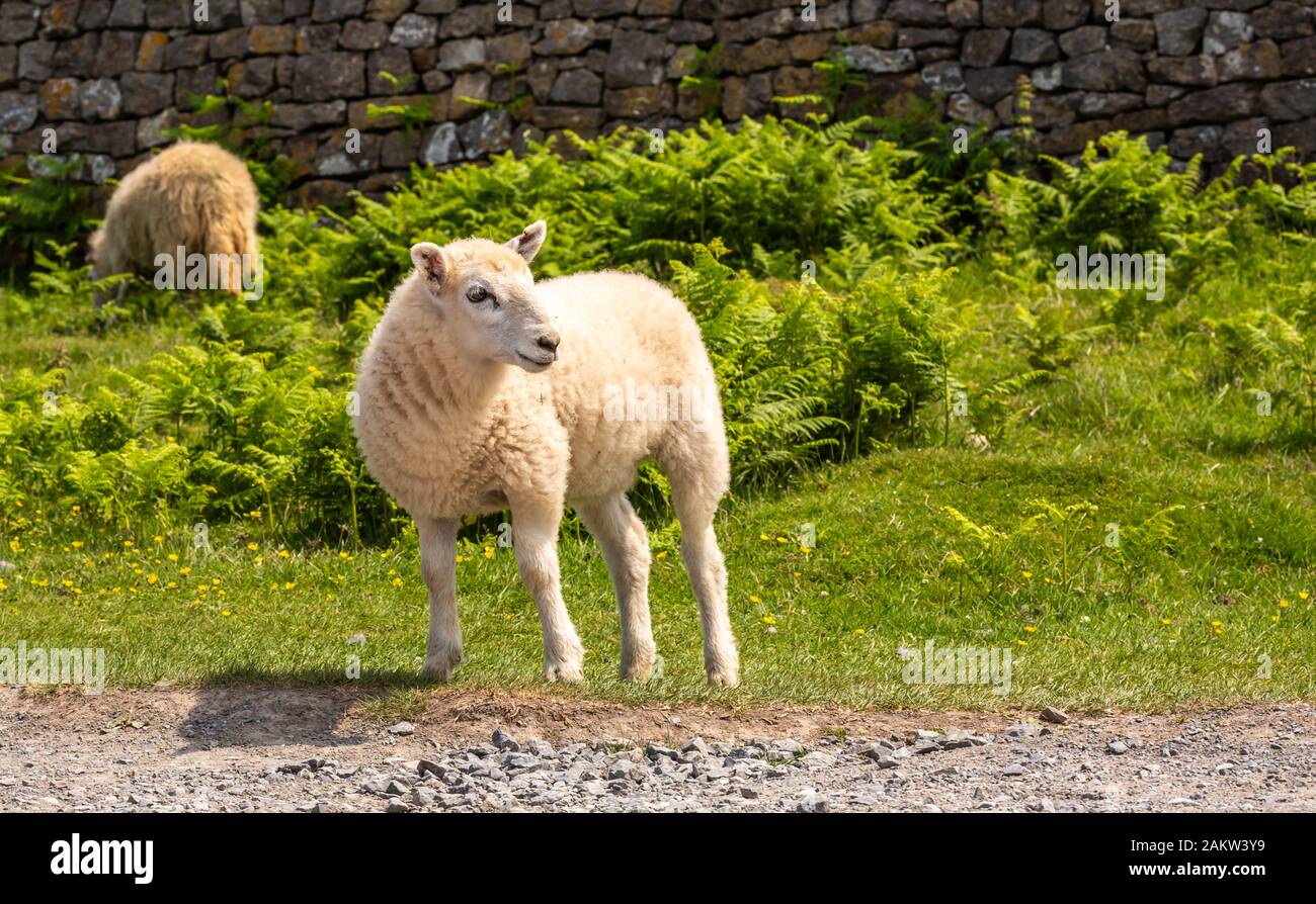 A photograph of a sheep looking around Stock Photo - Alamy