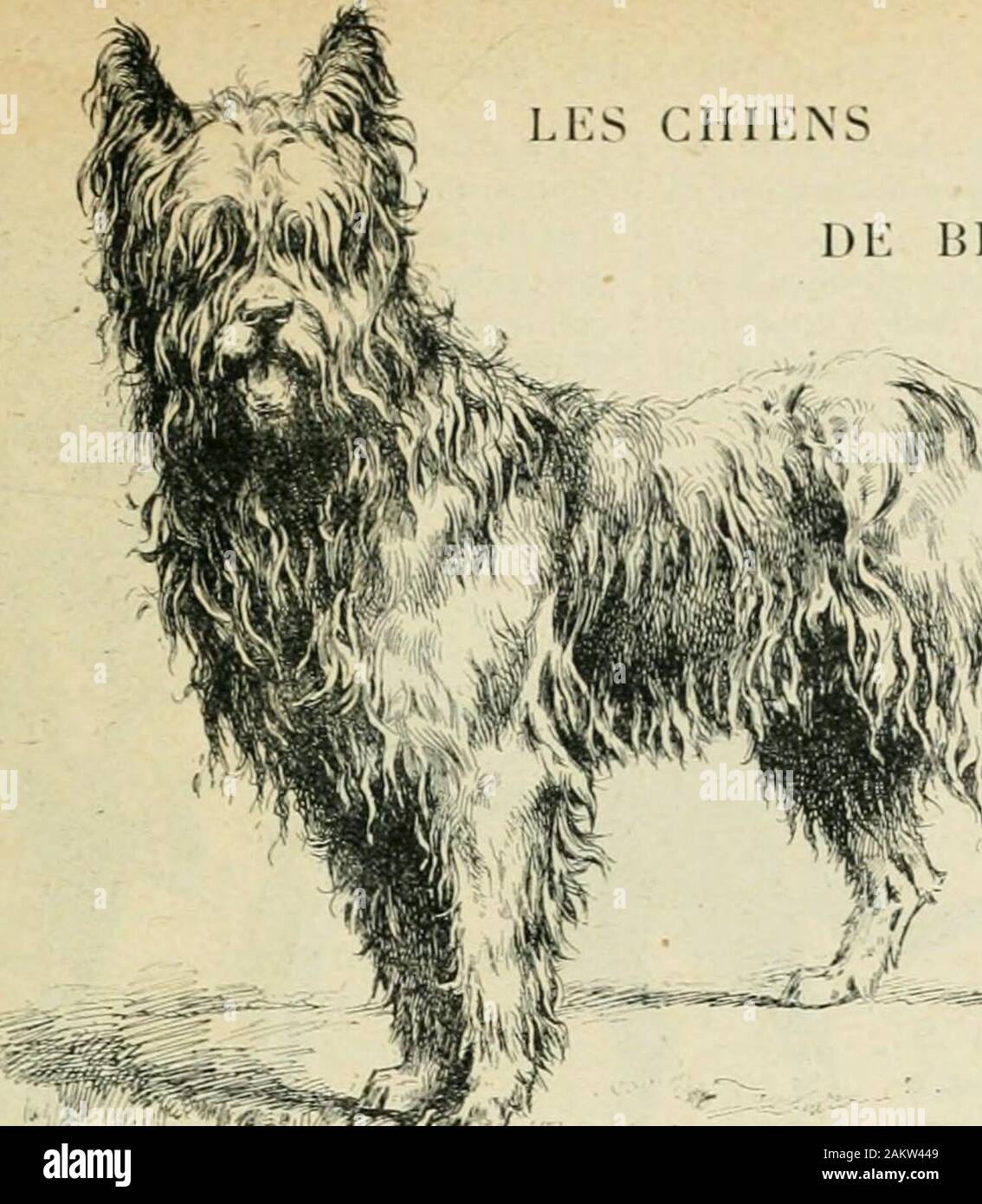 Chiens de guet hi-res stock photography and images - Alamy