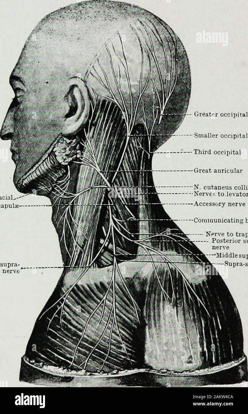 Deep structures of the face hi-res stock photography and images - Alamy