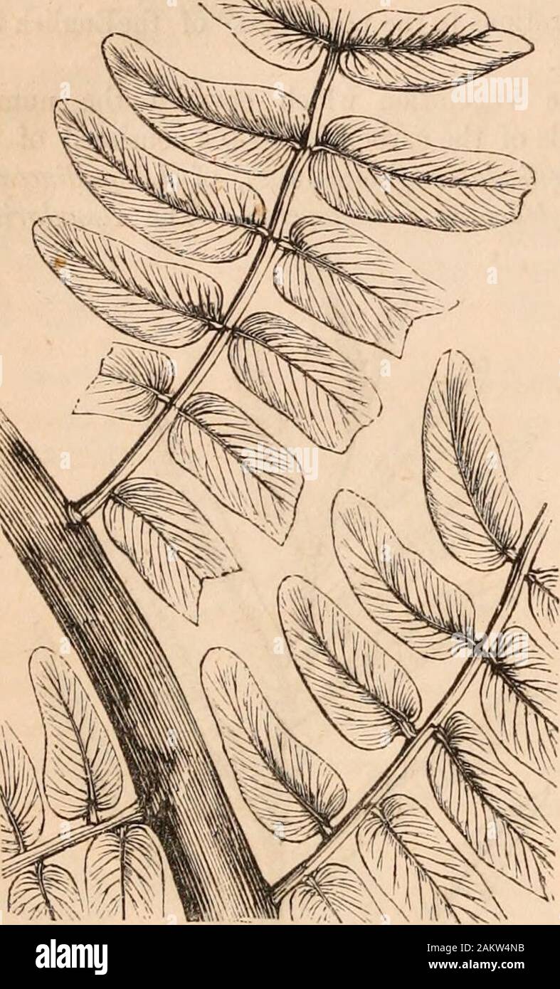 Stigmaria hi-res stock photography and images - Alamy