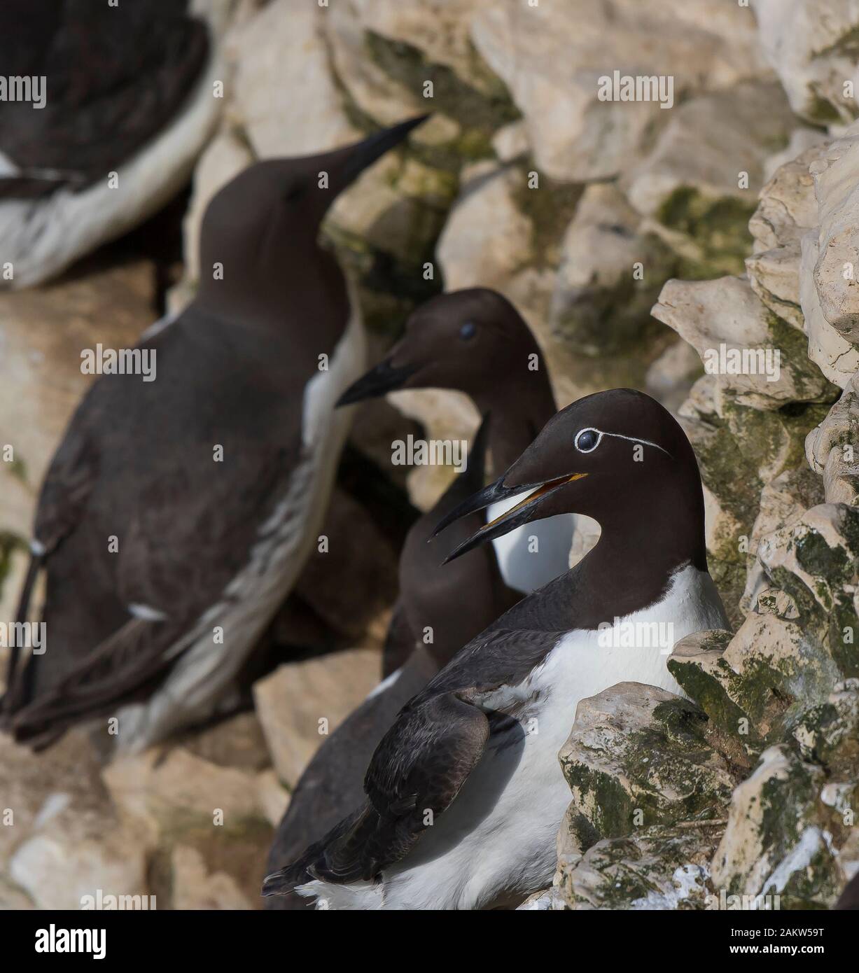 Bridled guillemot uk hi-res stock photography and images - Alamy