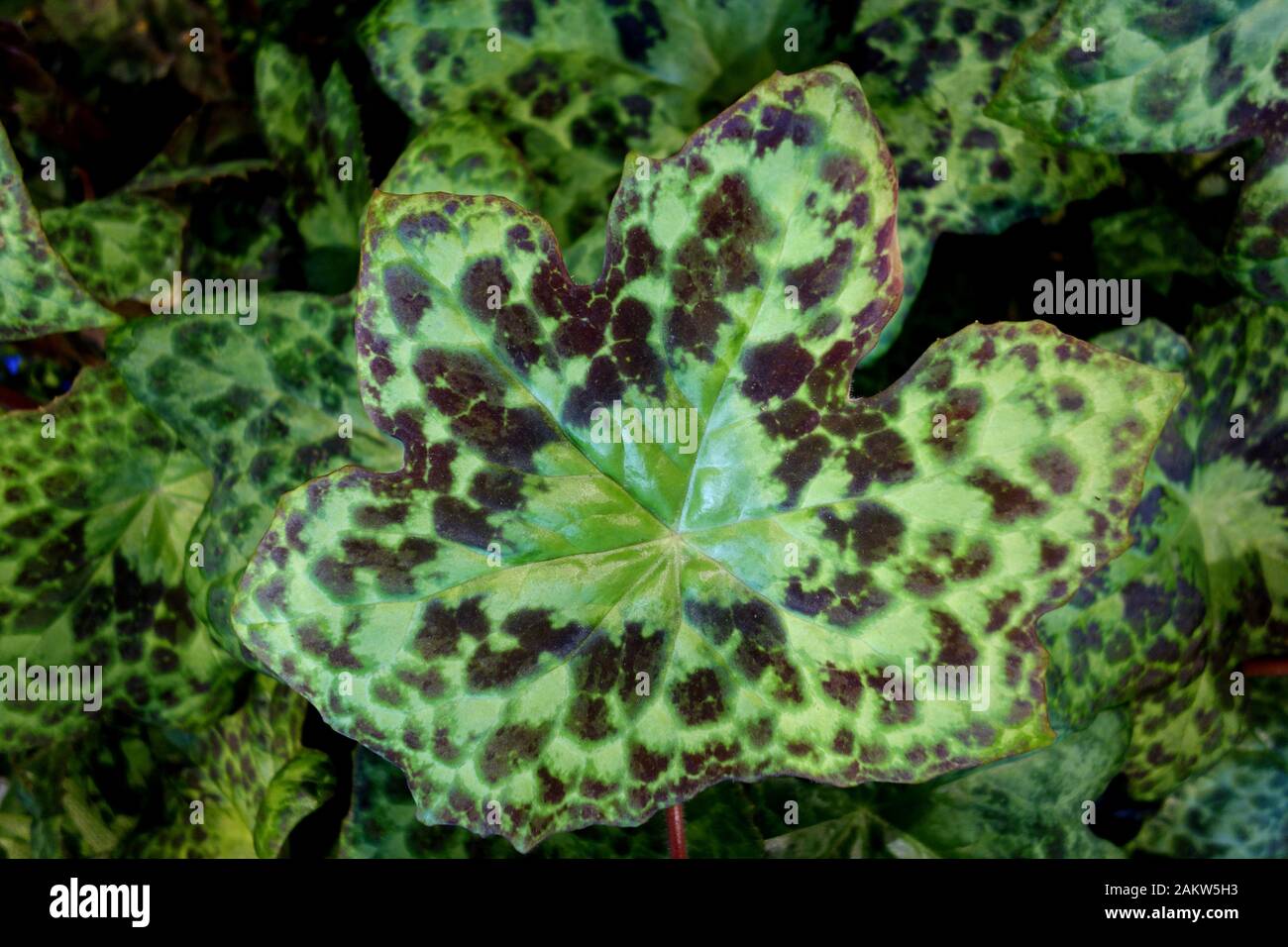 Podophyllum versipelle 'Spotty Dotty' Leaves on Display at the ...
