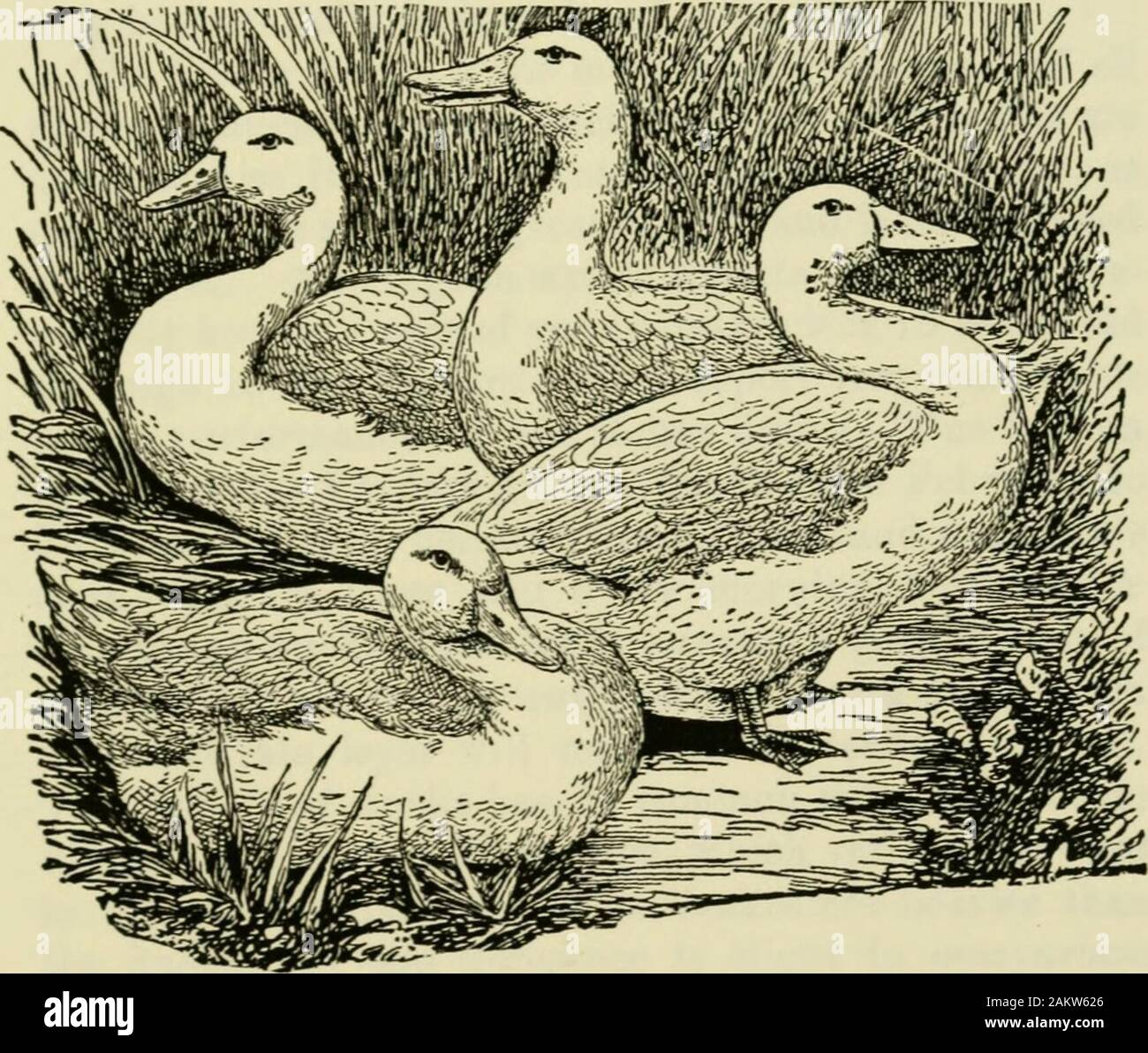 233 species hi-res stock photography and images - Alamy