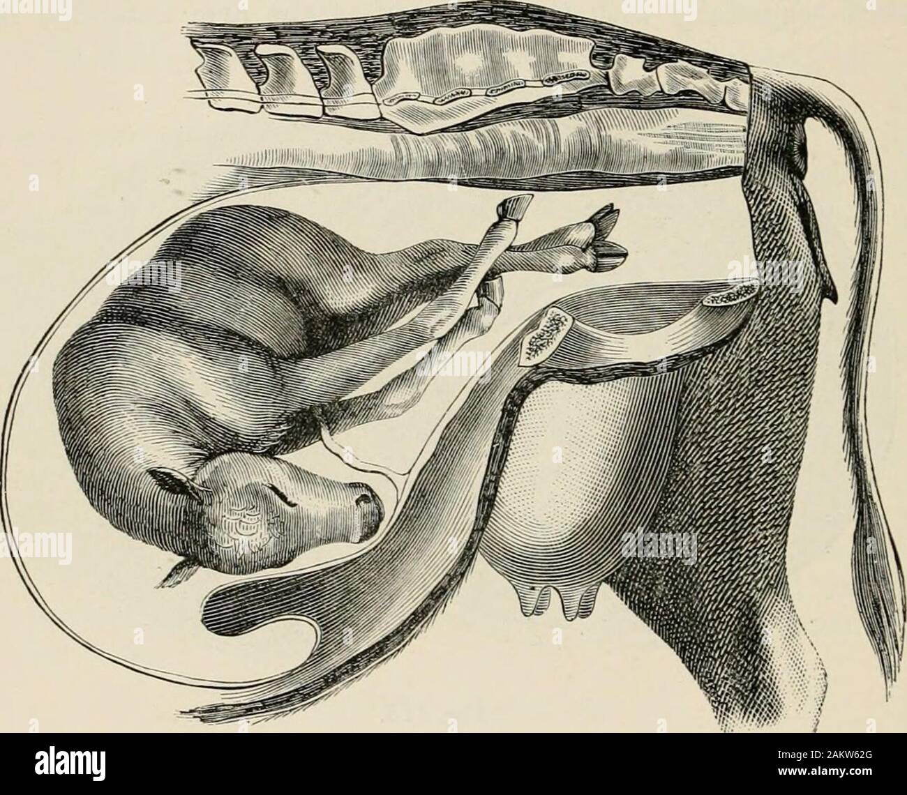 A text-book of veterinary obstetrics : including the diseases and ...