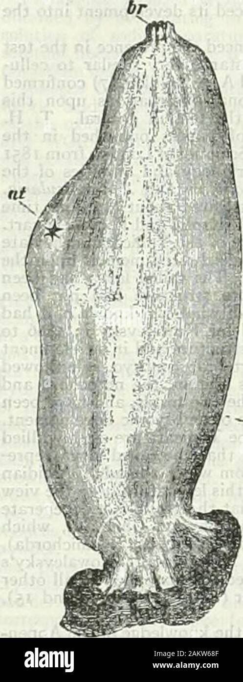 Dorsal edge hi-res stock photography and images - Alamy