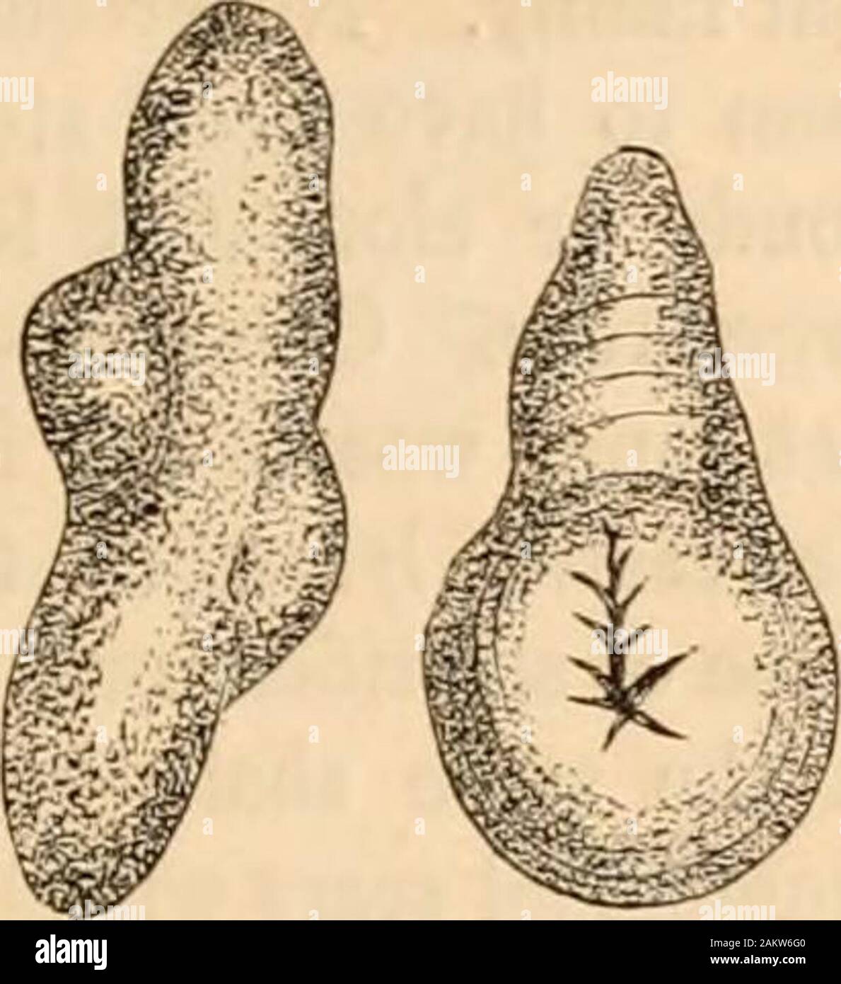 Hardwicke's science-gossip : an illustrated medium of interchange and ...