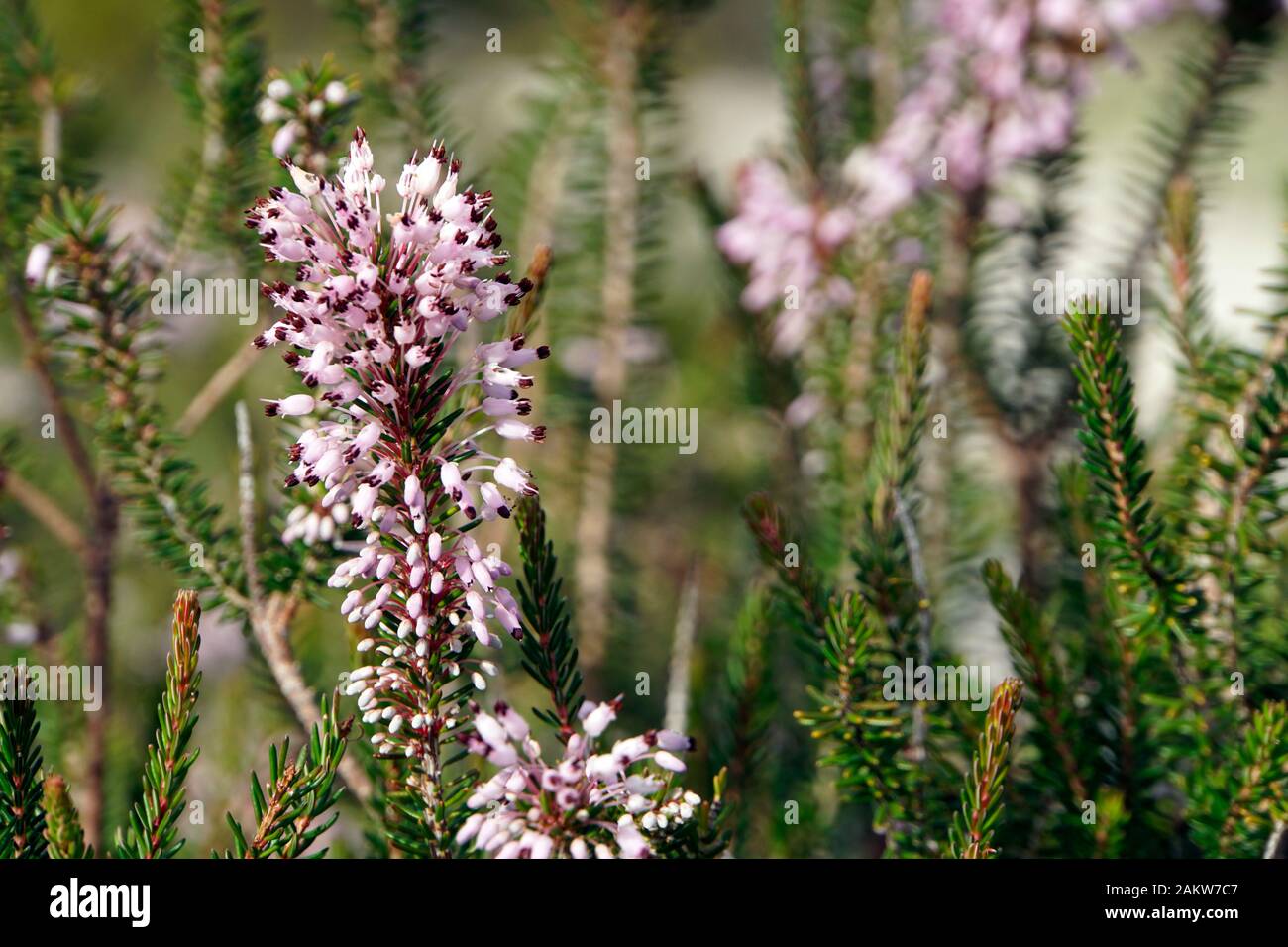 Vielblütige Heide (Erica multiflora), Marfa Ridge, Mellieha, Malta ...