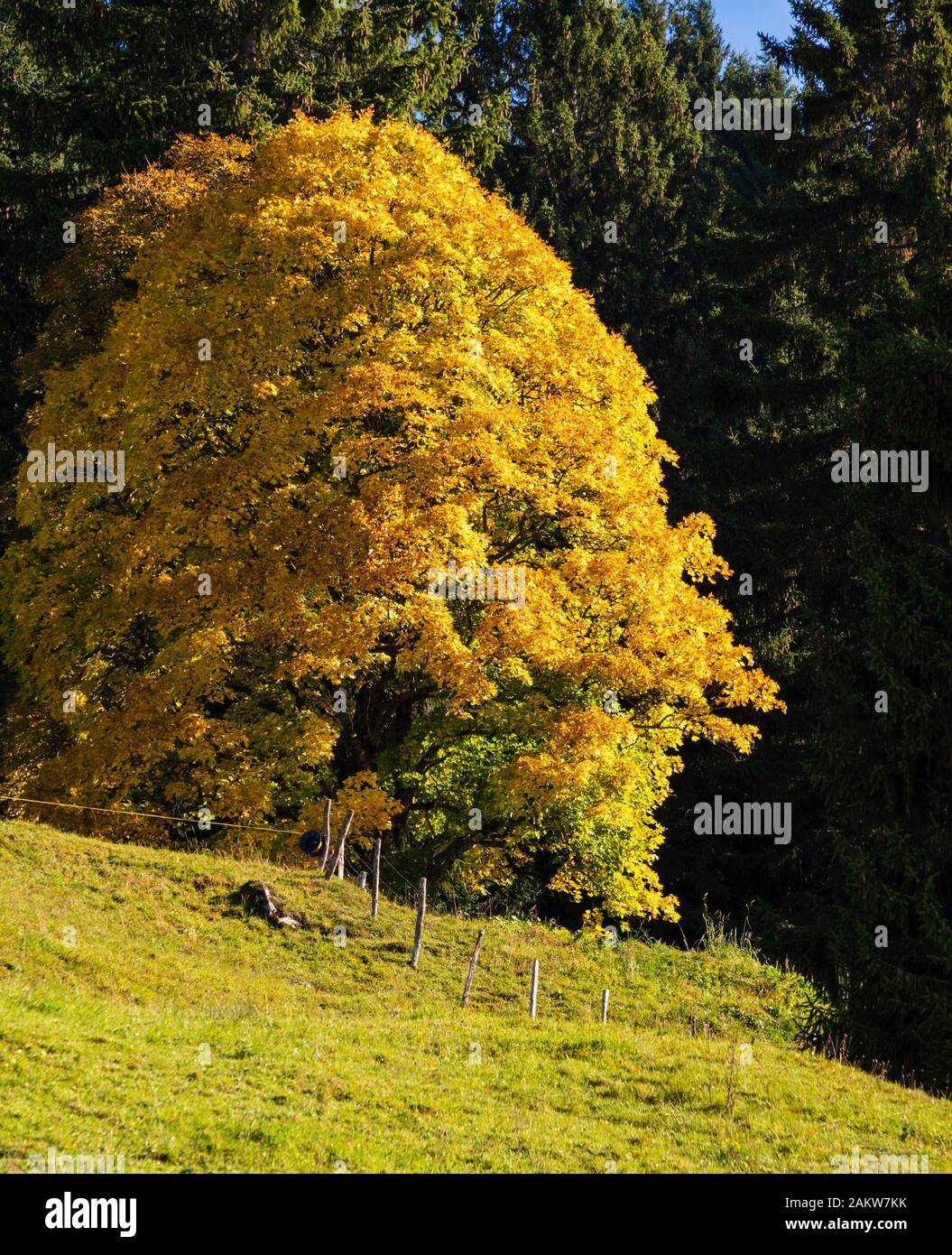 Sunny idyllic autumn alpine scene. Peaceful misty morning Alps mountain ...