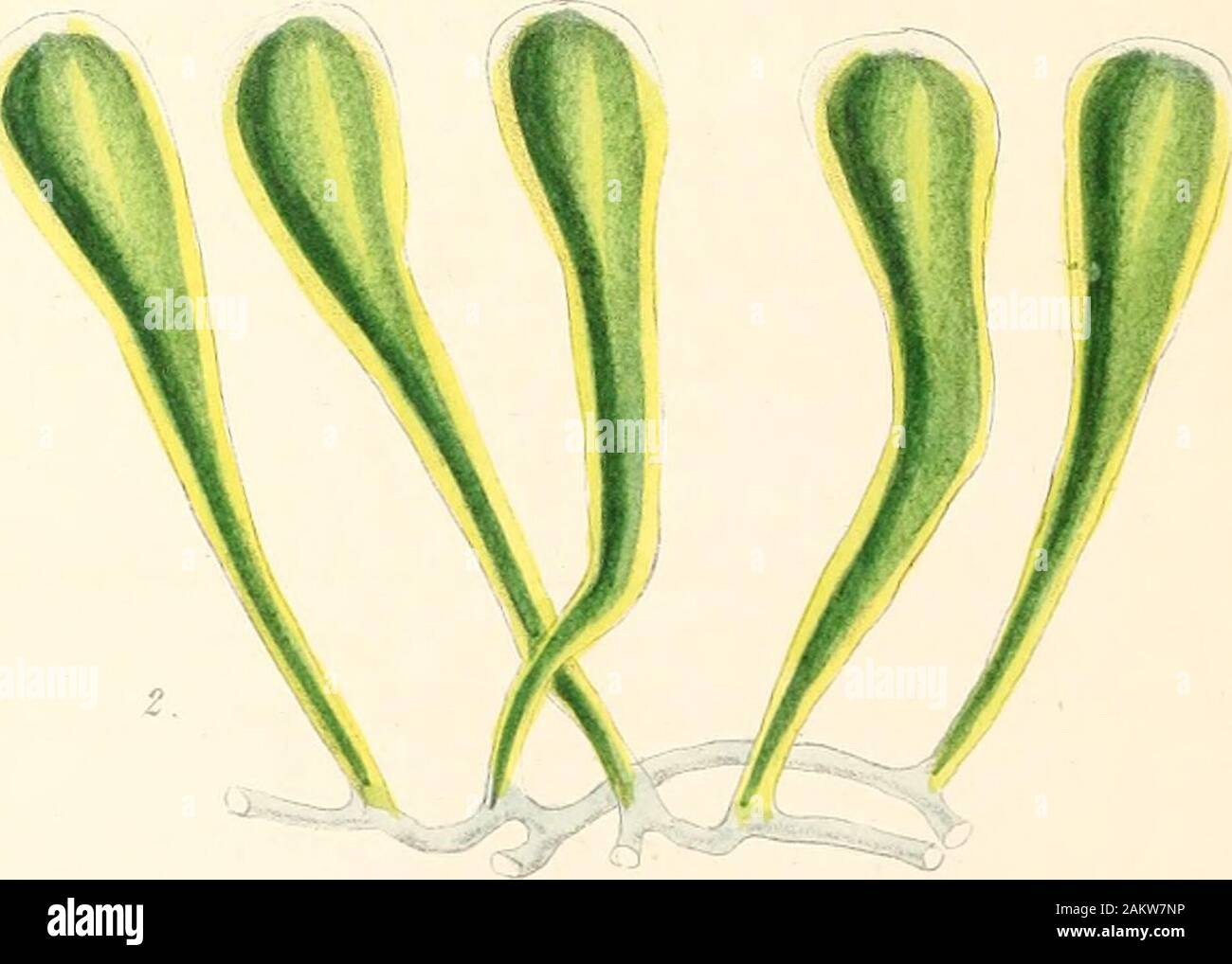 Codium plate hi-res stock photography and images - Alamy