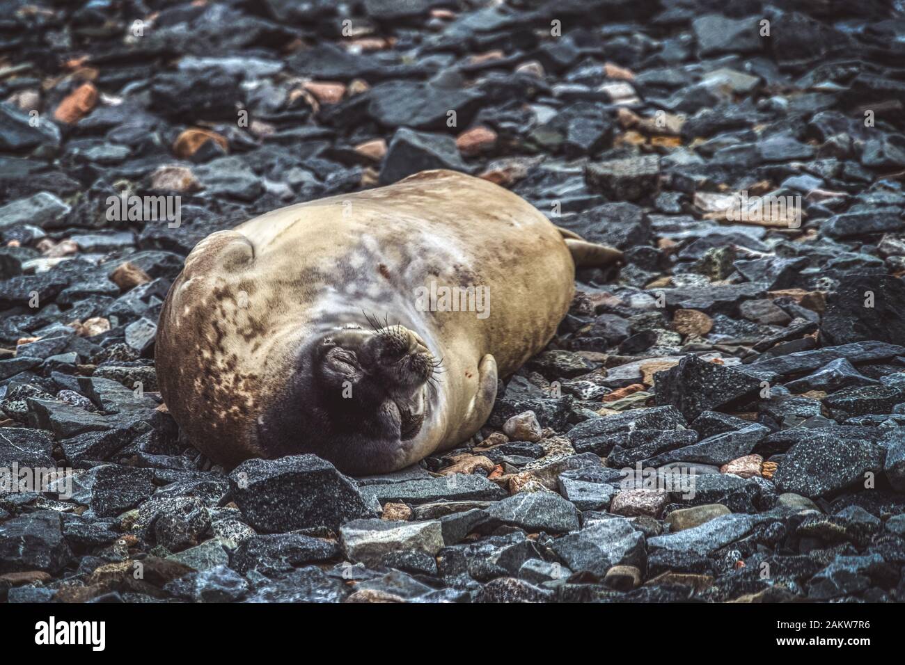 The seal resting, sleeping on his back on the rocky ground in the wild ...