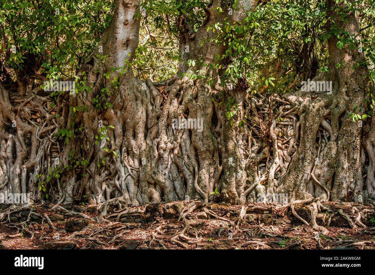 Giant tree trunk, Fasiladas Bath park, Ethiopia Stock Photo - Alamy