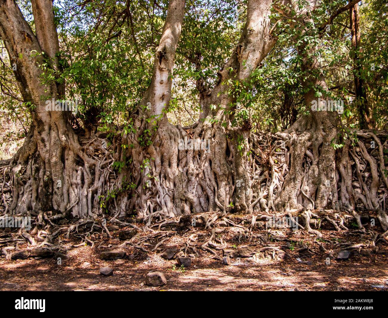Giant tree trunk, Fasiladas Bath park, Ethiopia Stock Photo - Alamy
