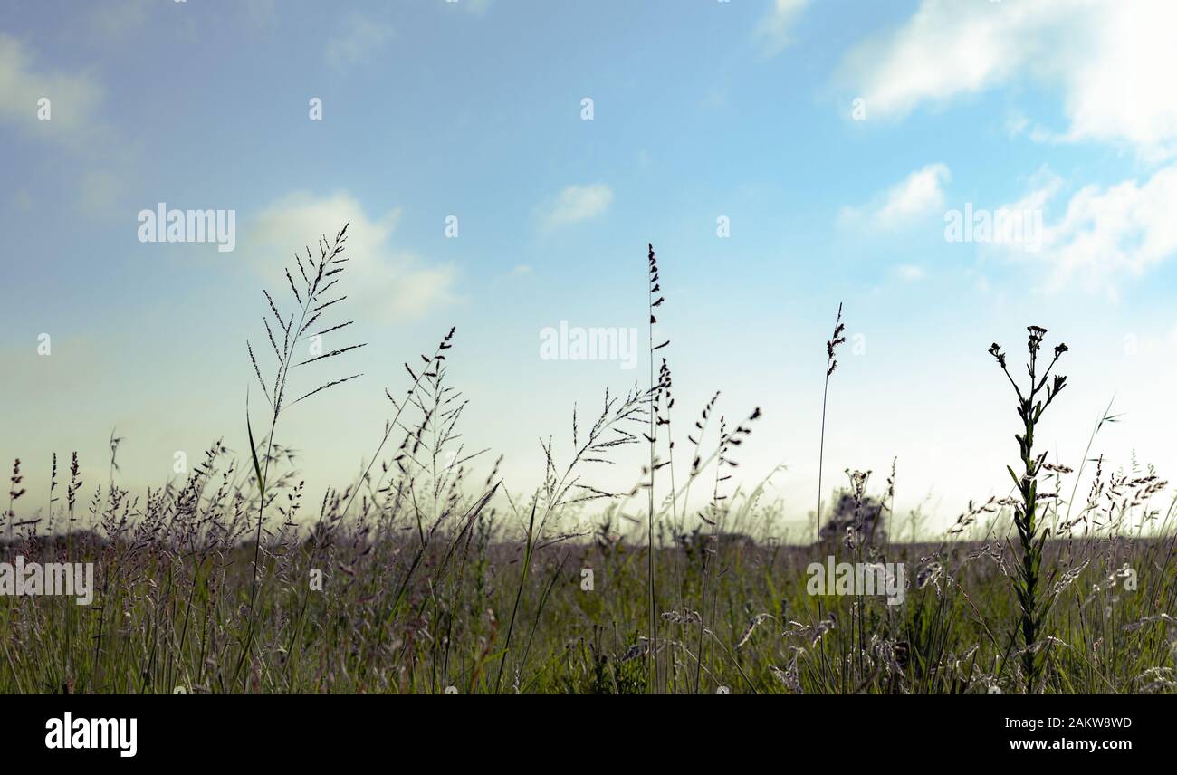 Grass field / veld landscape in Gauteng, South Africa Stock Photo - Alamy