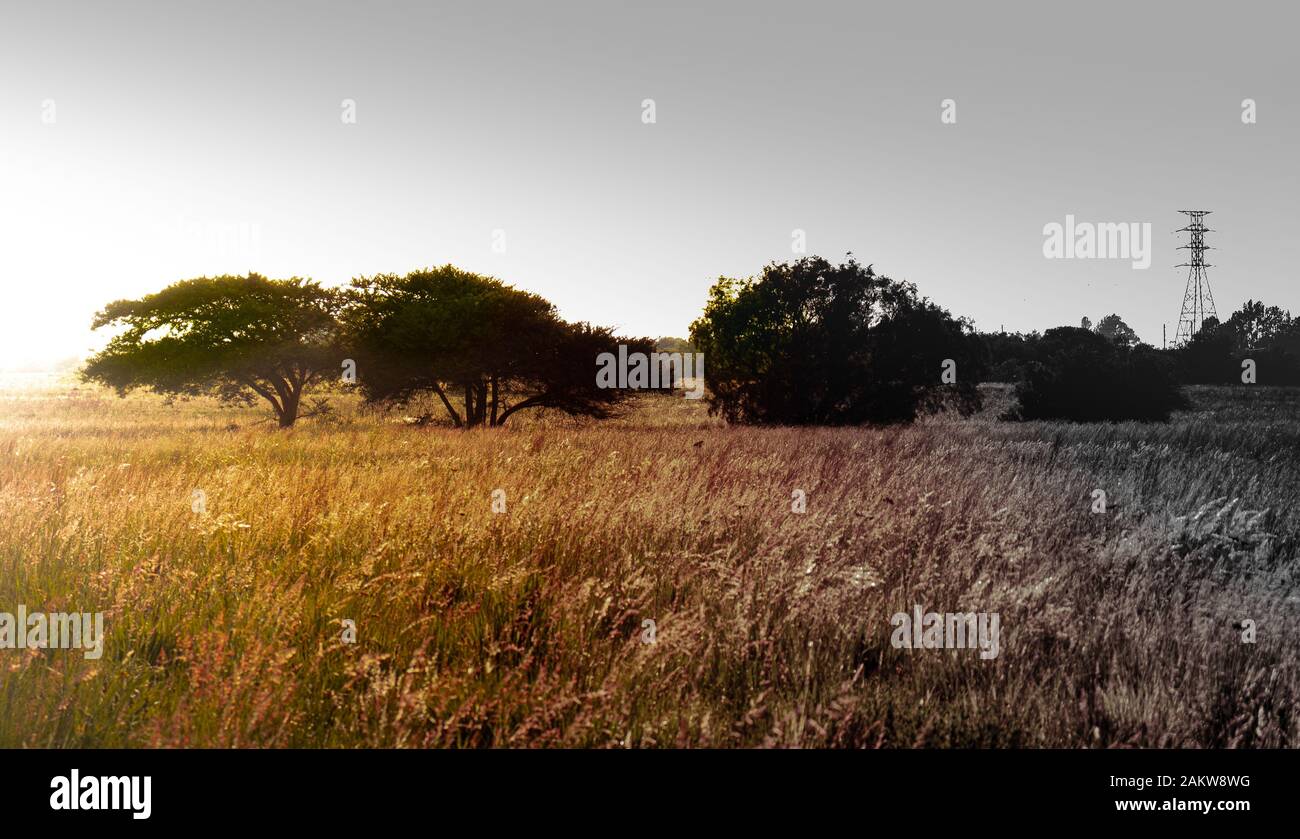 Grass field / veld landscape in Gauteng, South Africa Stock Photo - Alamy