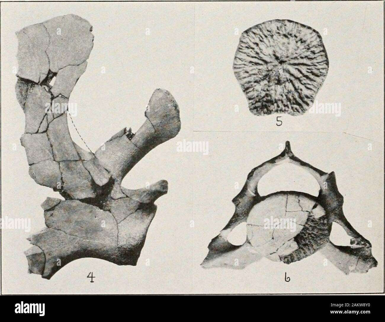 Proceedings of the United States National Museum . Views of Scapula ...
