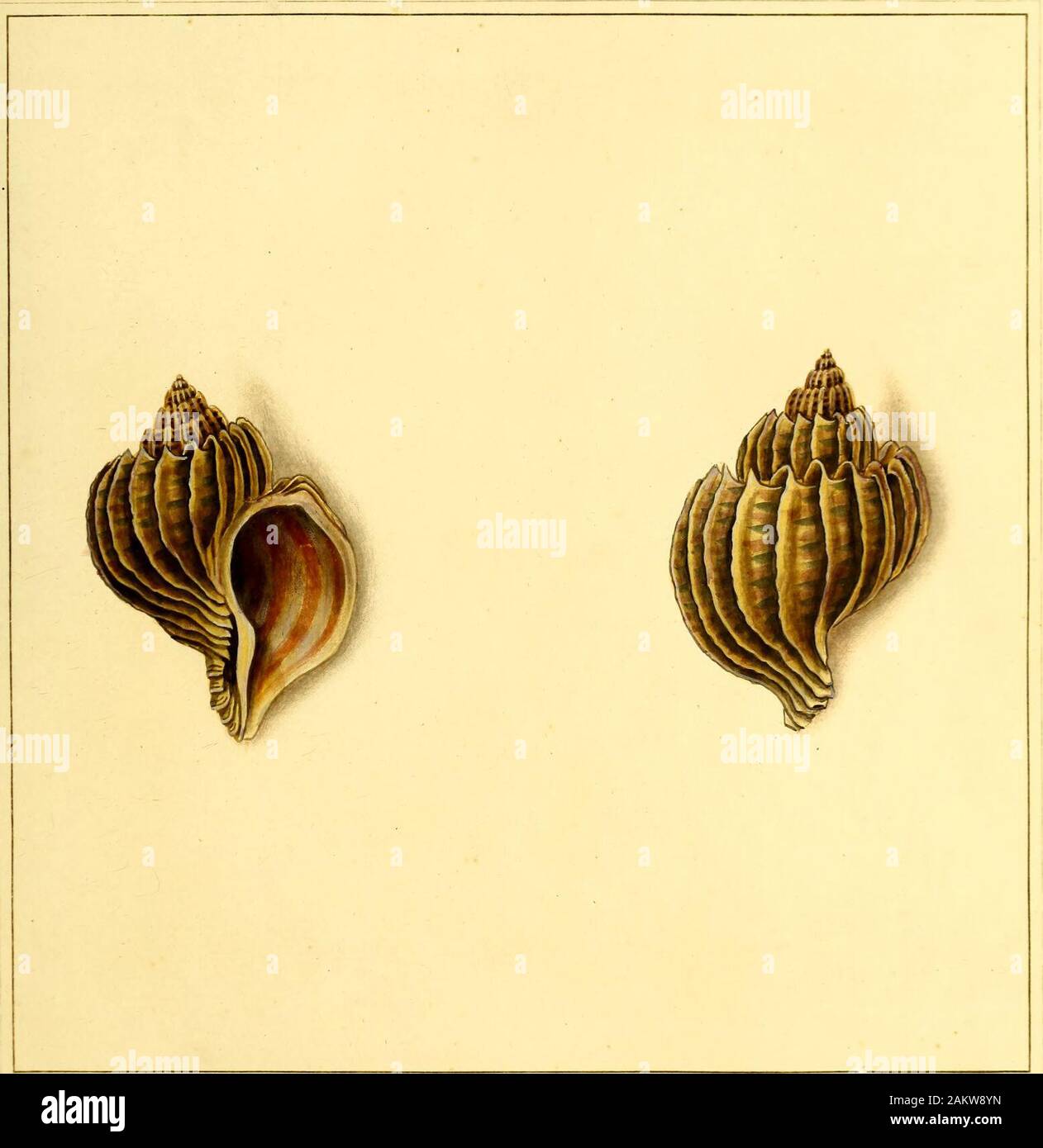 The universal conchologist : exhibiting the figure of every known shell ...