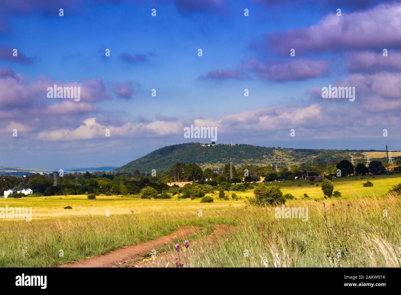 Grass field / veld landscape in Gauteng, South Africa Stock Photo - Alamy