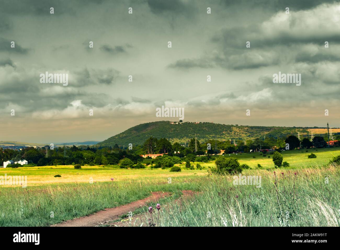 Grass field / veld landscape in Gauteng, South Africa Stock Photo - Alamy