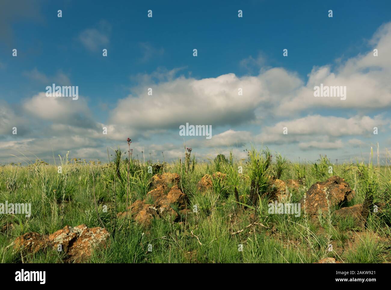 Grass field / veld landscape in Gauteng, South Africa Stock Photo - Alamy
