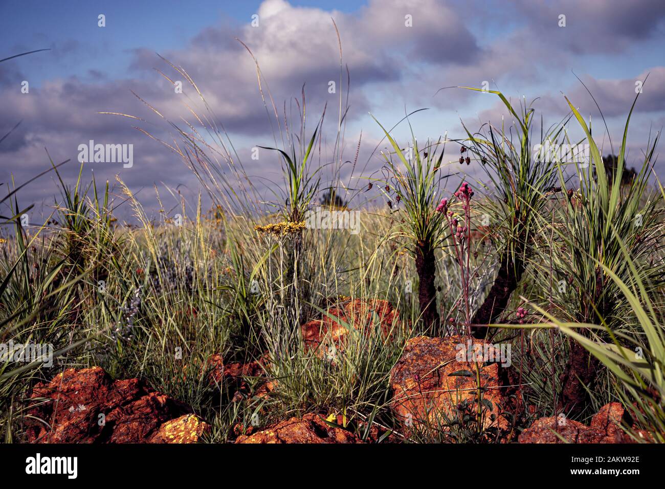 Grass field / veld landscape in Gauteng, South Africa Stock Photo - Alamy