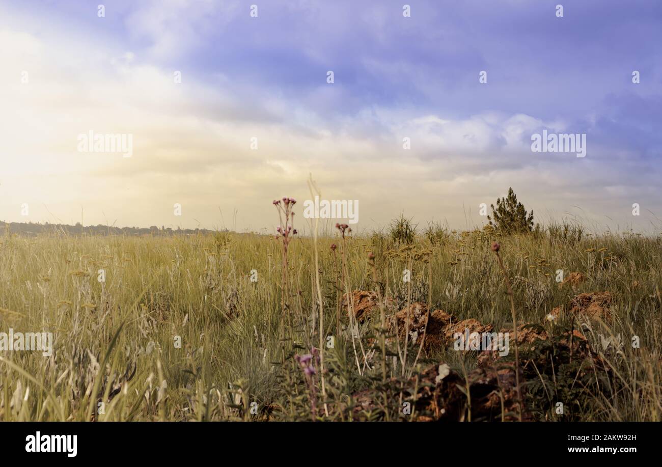 Grass field / veld landscape in Gauteng, South Africa Stock Photo - Alamy