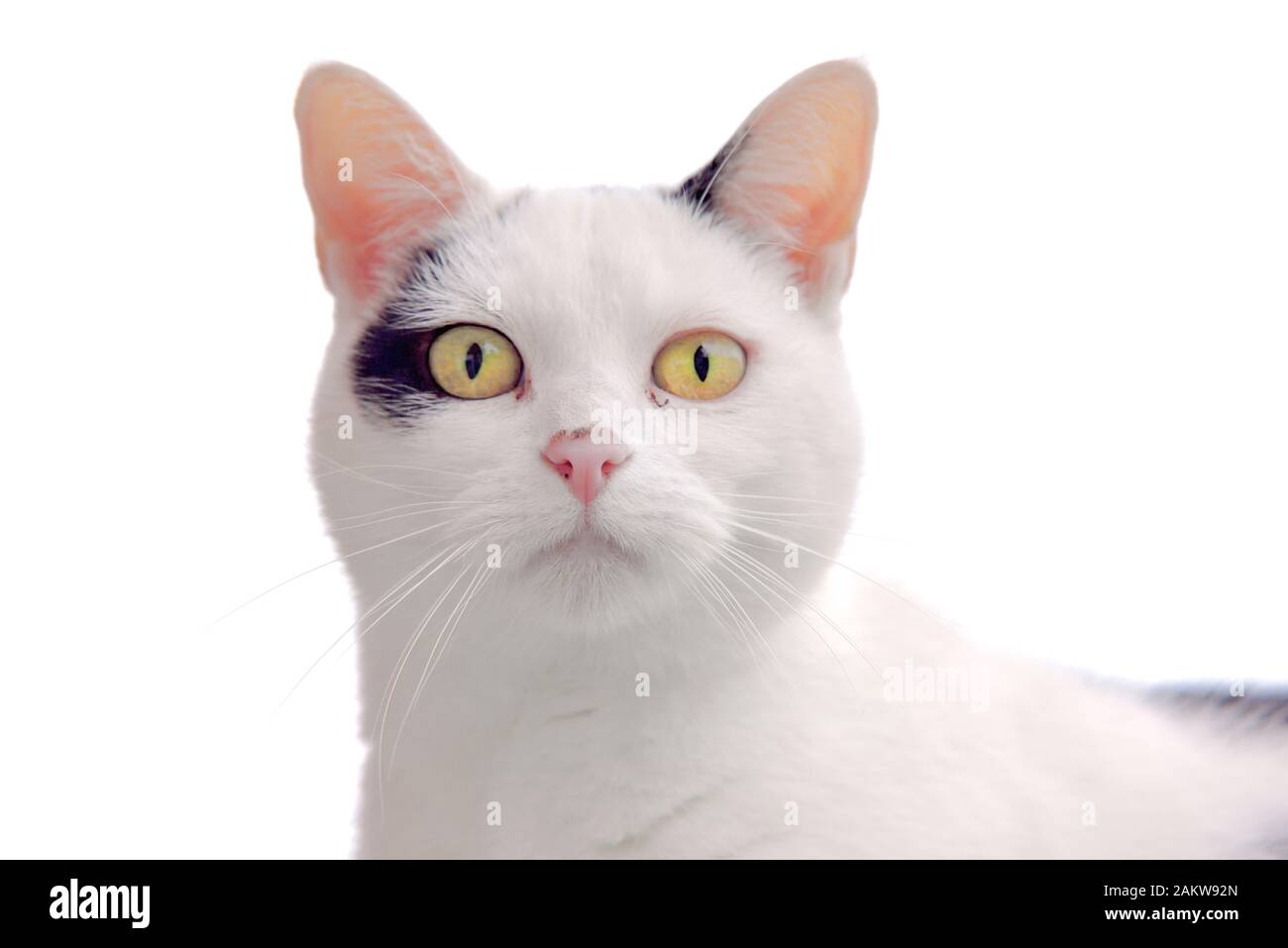 Looking startled hi-res stock photography and images - Alamy