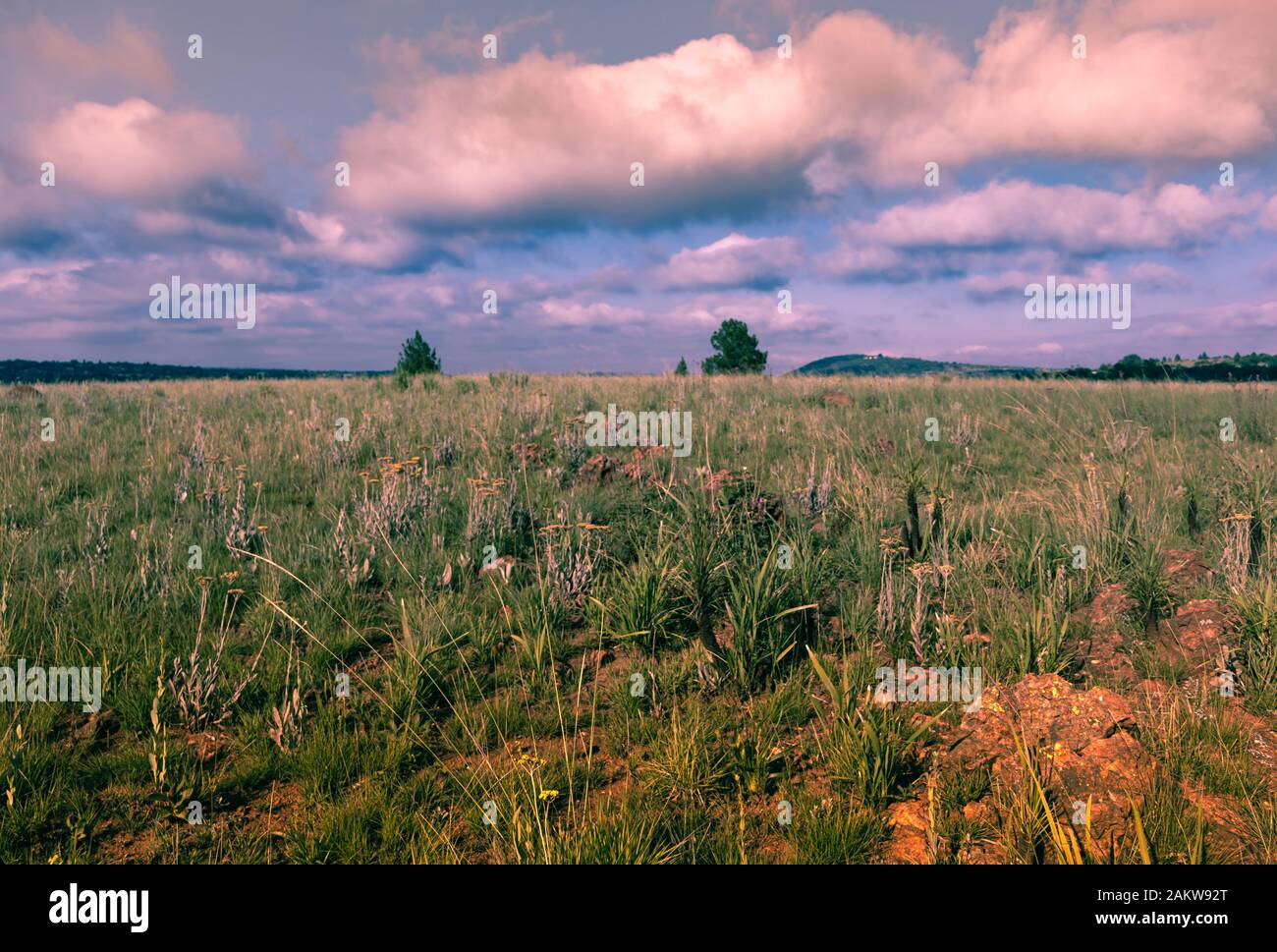 Grass field / veld landscape in Gauteng, South Africa Stock Photo - Alamy