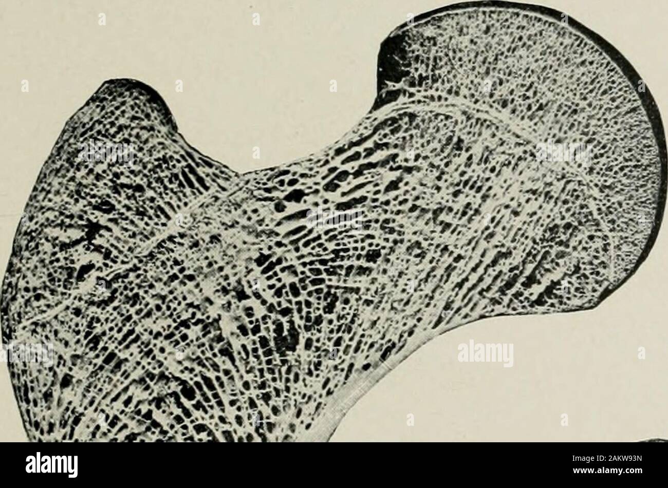 American practice of surgery : a complete system of the science and art ...