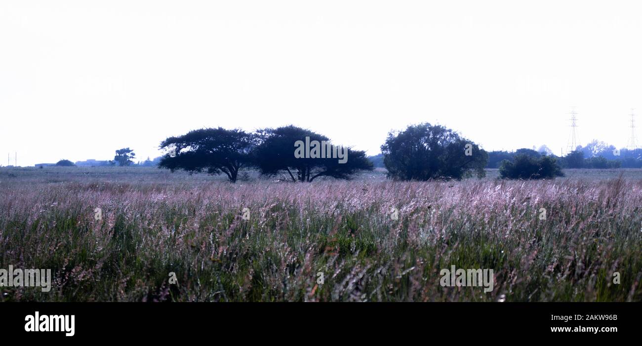 Grass field / veld landscape in Gauteng, South Africa Stock Photo - Alamy