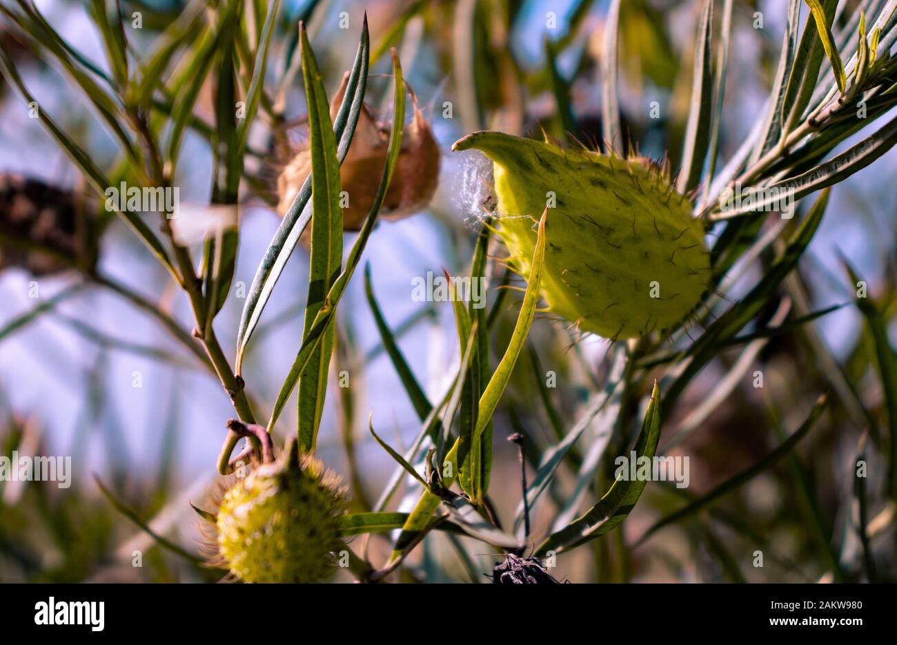 Narrow leaf cotton bush plant Stock Photo - Alamy